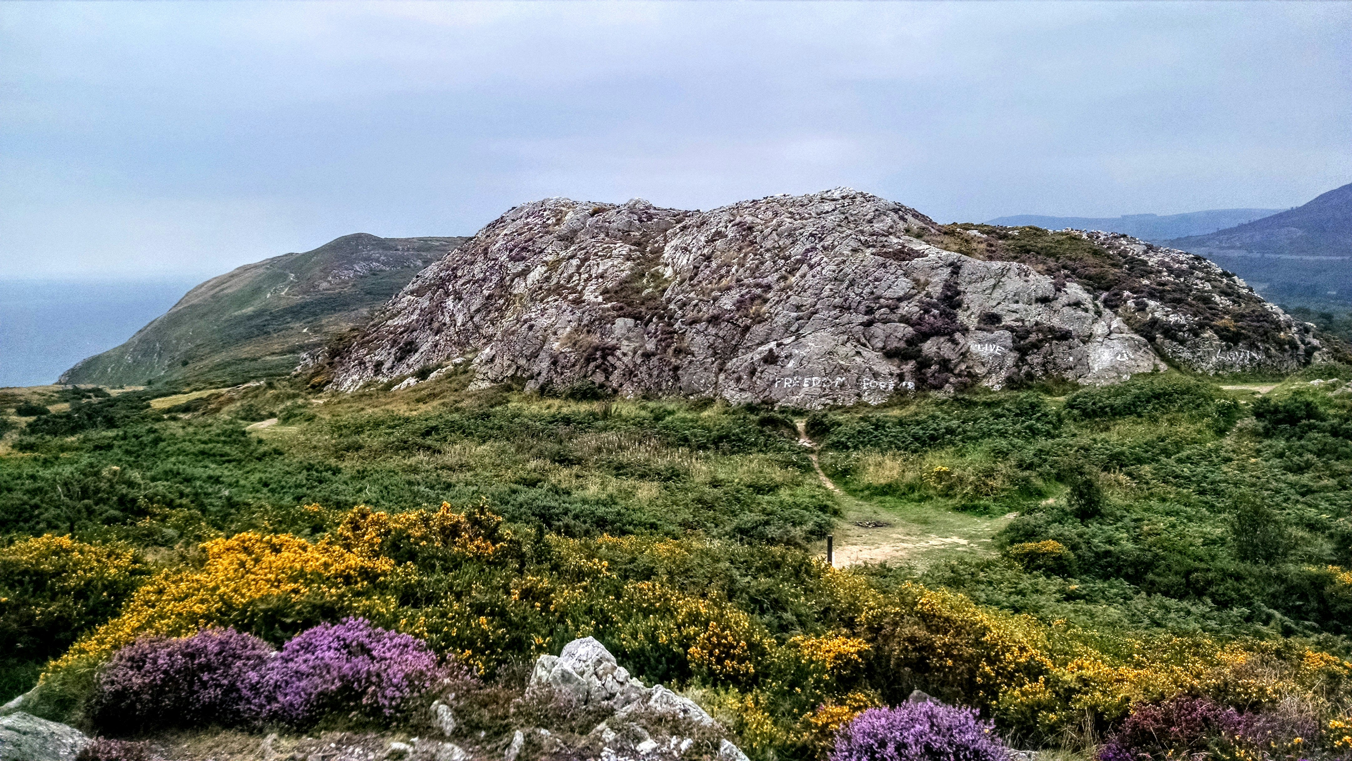 Purple and yellow wildflowers dot a lush green hillside with a rocky mountain backdrop under an overcast sky.