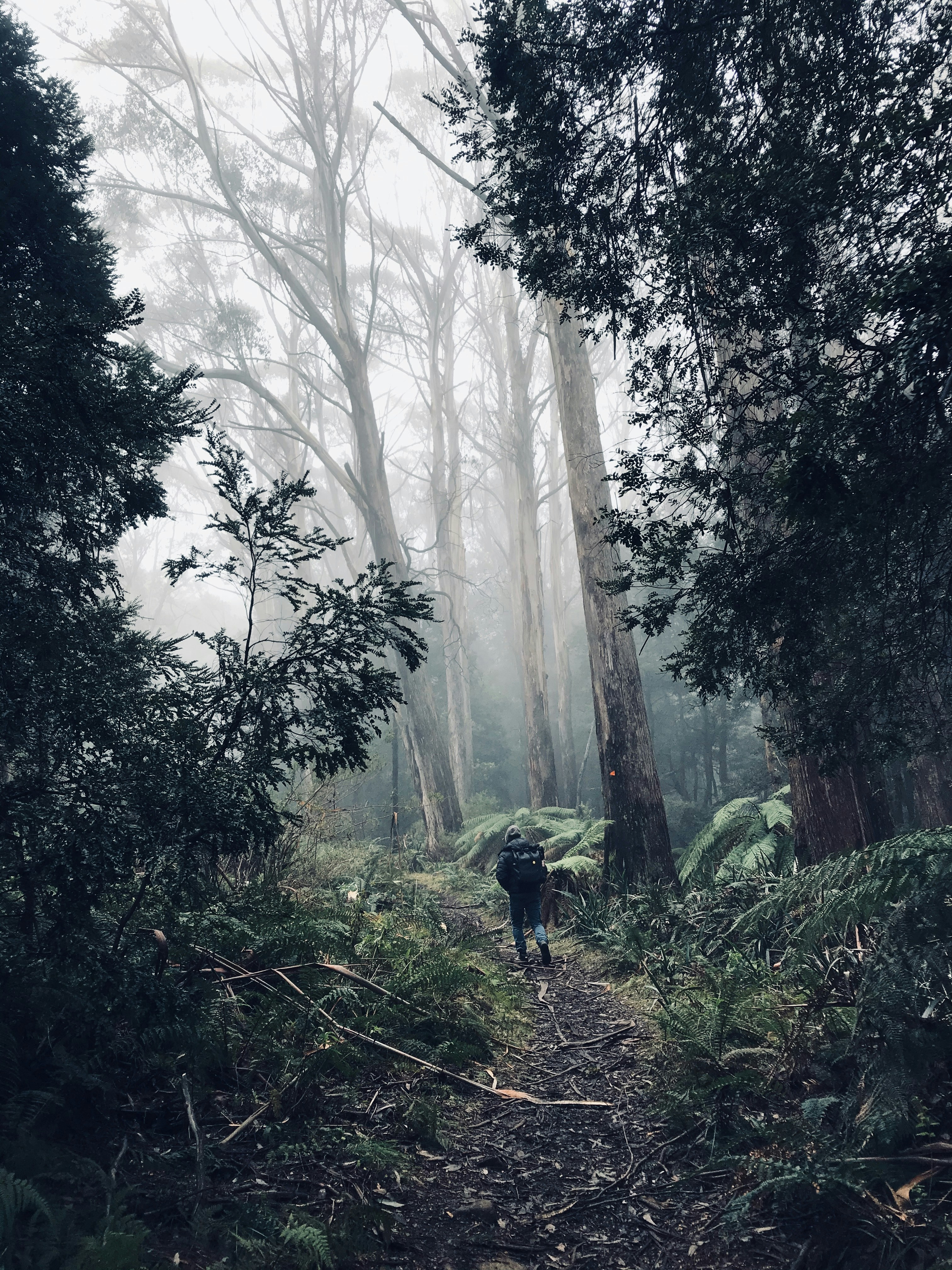 Définition de prima donna | Dictionnaire français