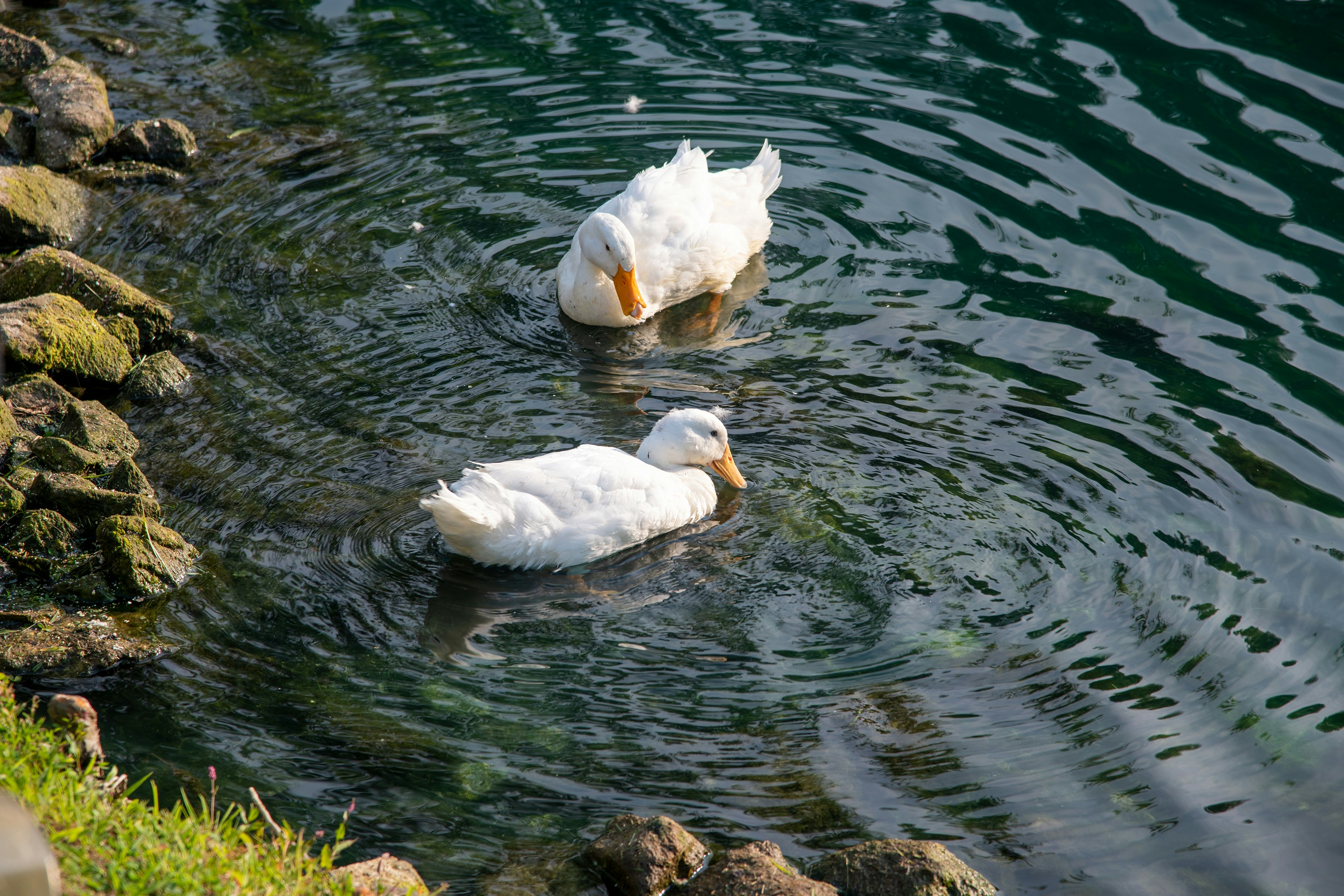 Two American Pekin ducks glide near rocky shoreline in a tranquil lake.
