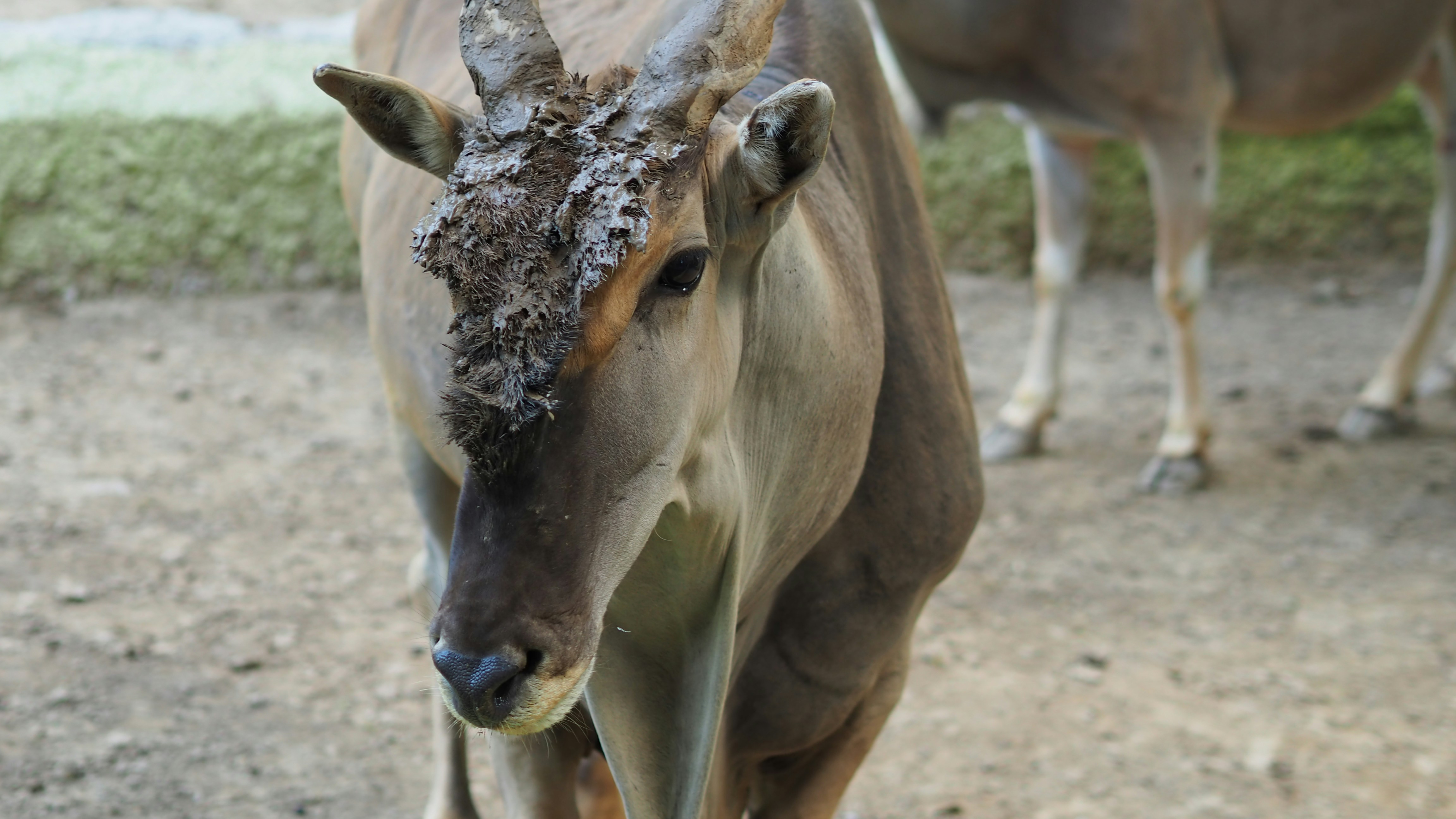 Mud-Crowned Gaze: A Mud-Dusted Farmhorse in Focus