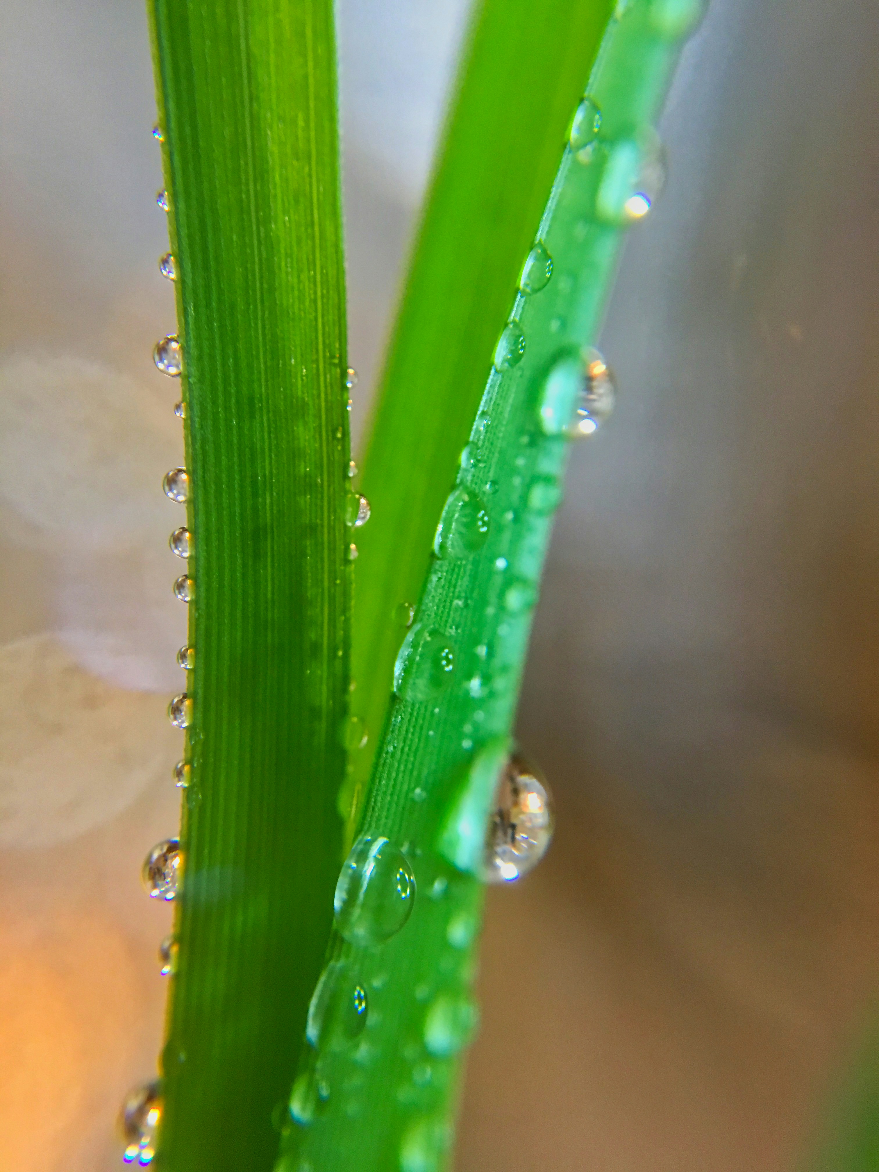 Nature's Beaded Elegance