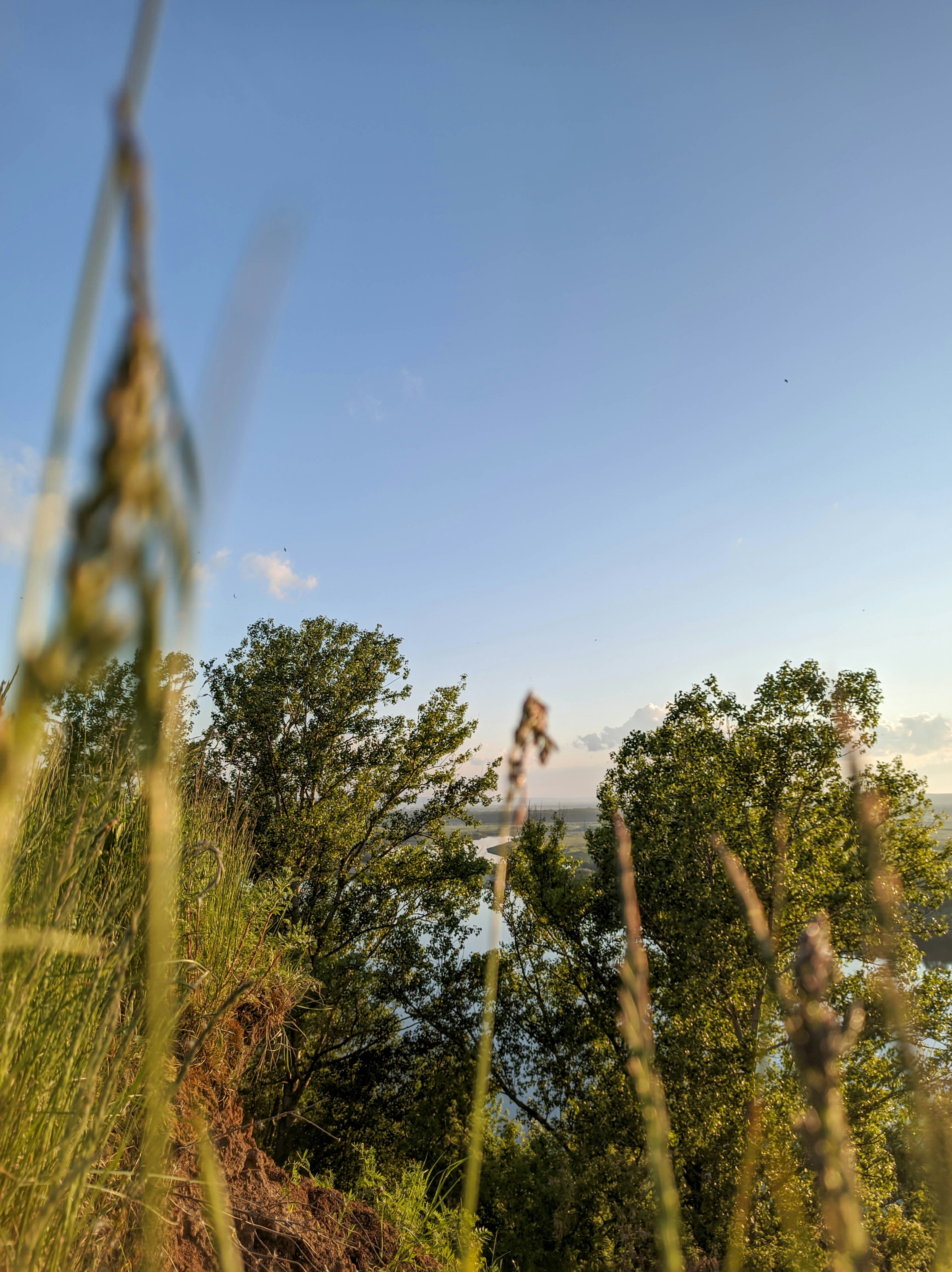 Overgrown Ridge: Trees and Lake Beyond a Blurred Foreground