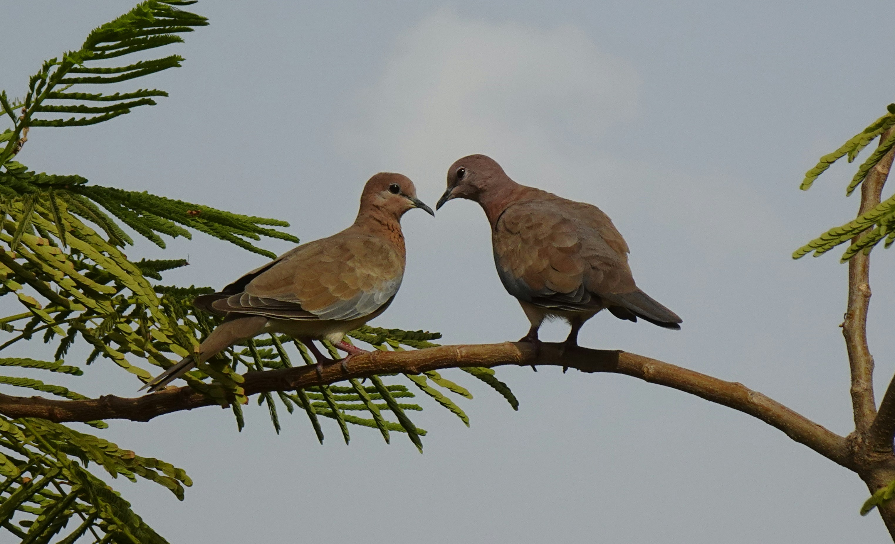 Dove Dialogue on a Cedar Branch