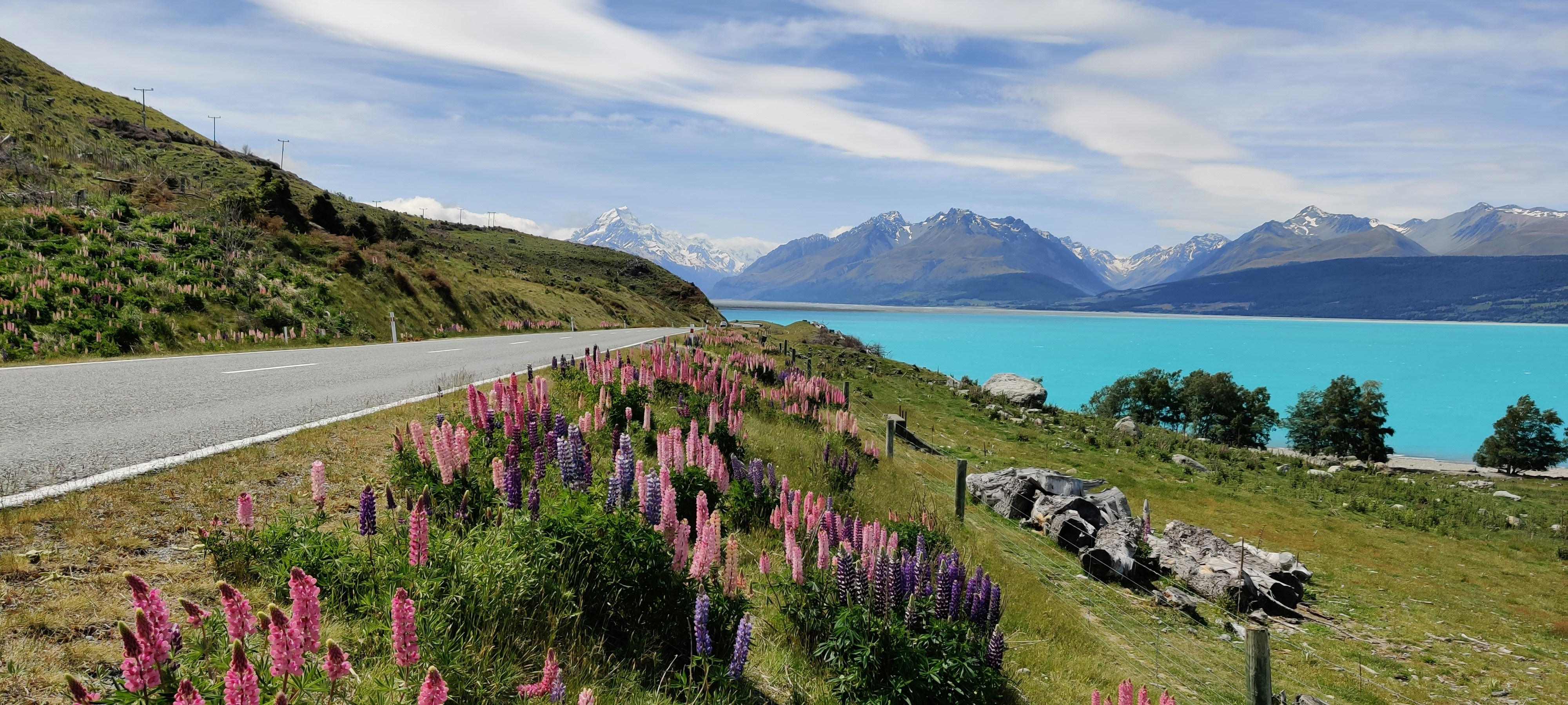 Vibrant lupins line a winding road beside a turquoise lake, with majestic mountains in the background. The scene captures the essence of natural beauty and tranquility.