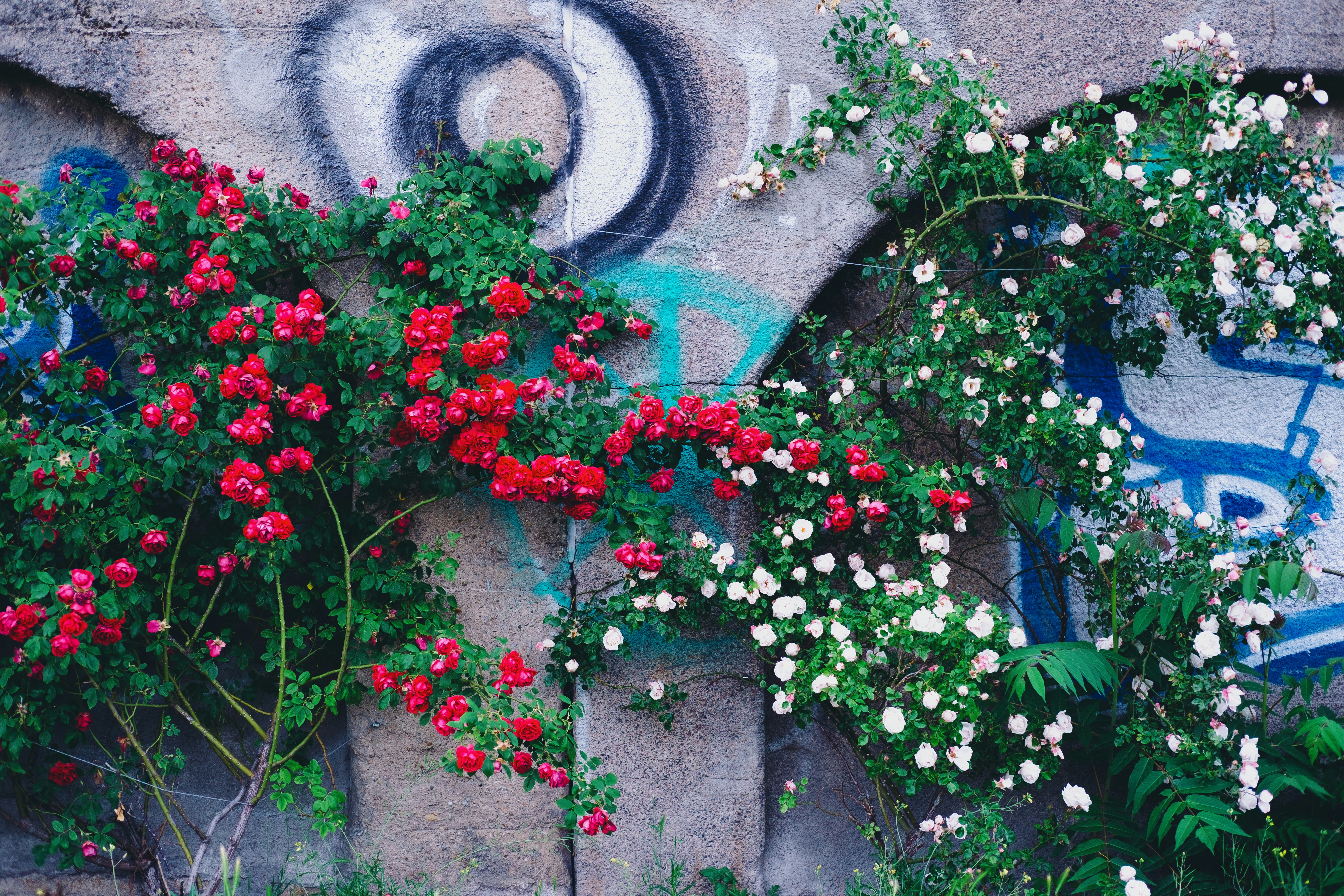 red flowers on gray concrete wall