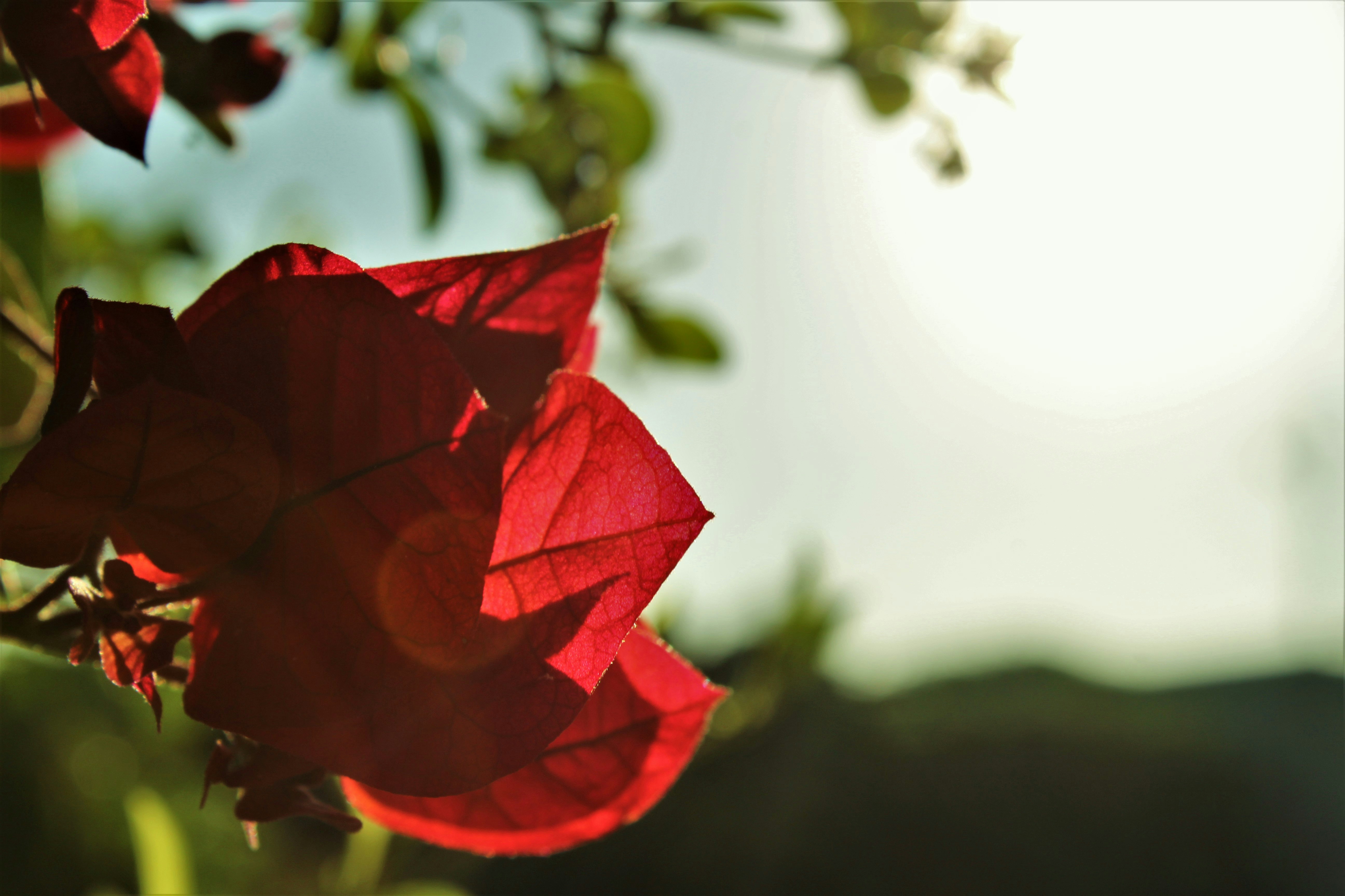 Backlit Crimson Bougainvillea: Quiet Color in Focus