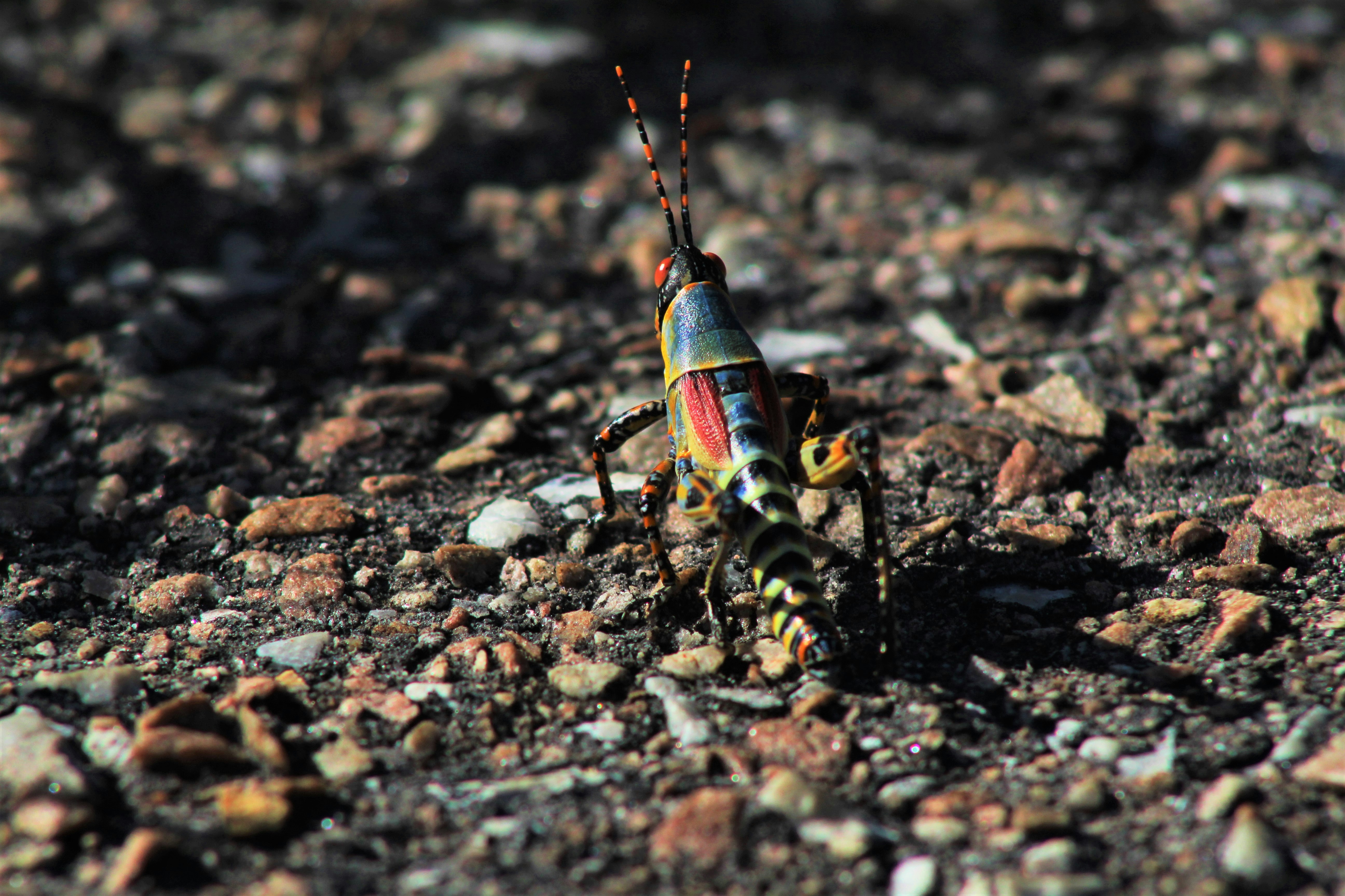 Striped Neon Bug on Pebble-Rich Ground