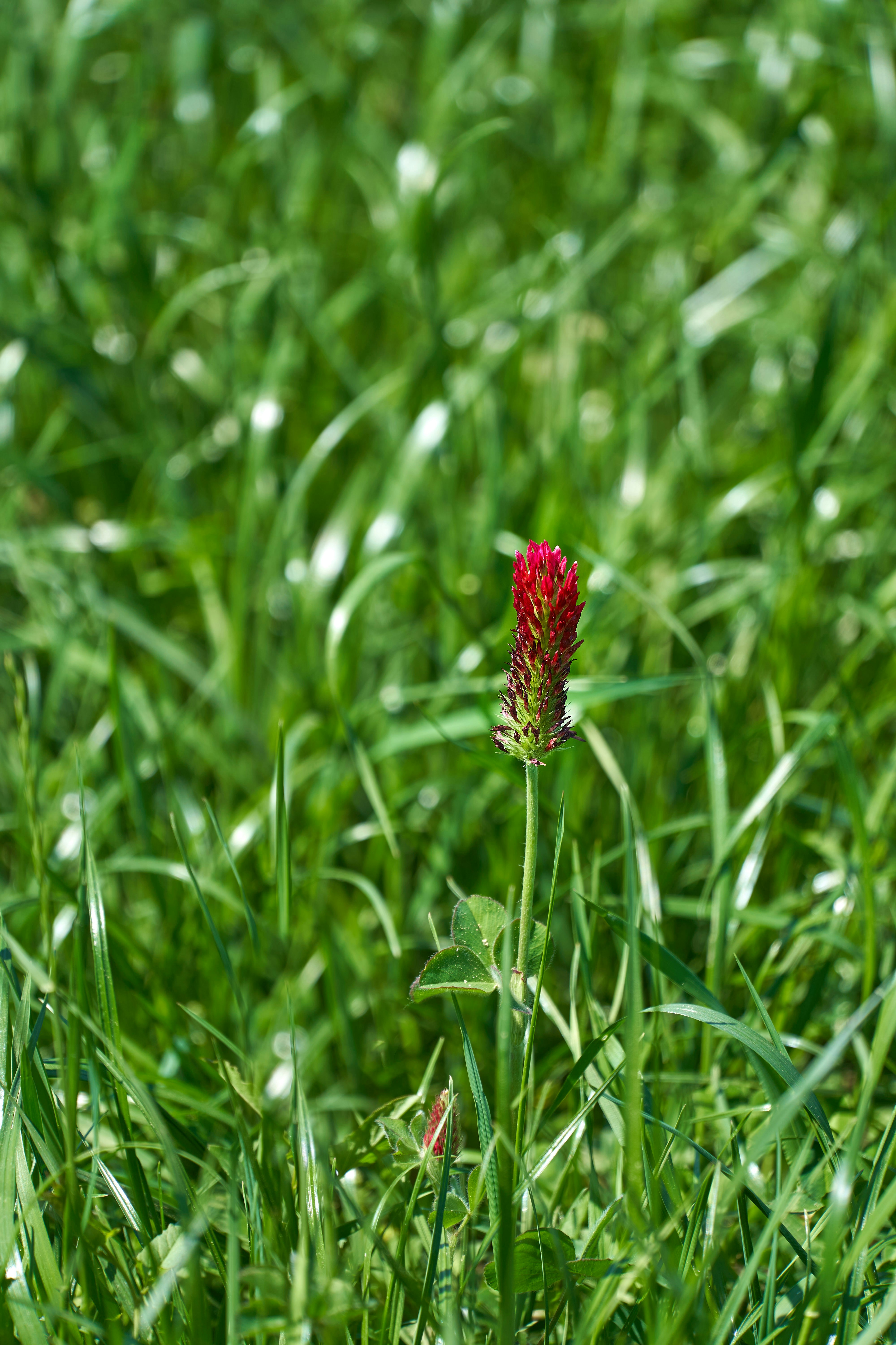 Crimson Spike Rising Through a Sea of Emerald Grass