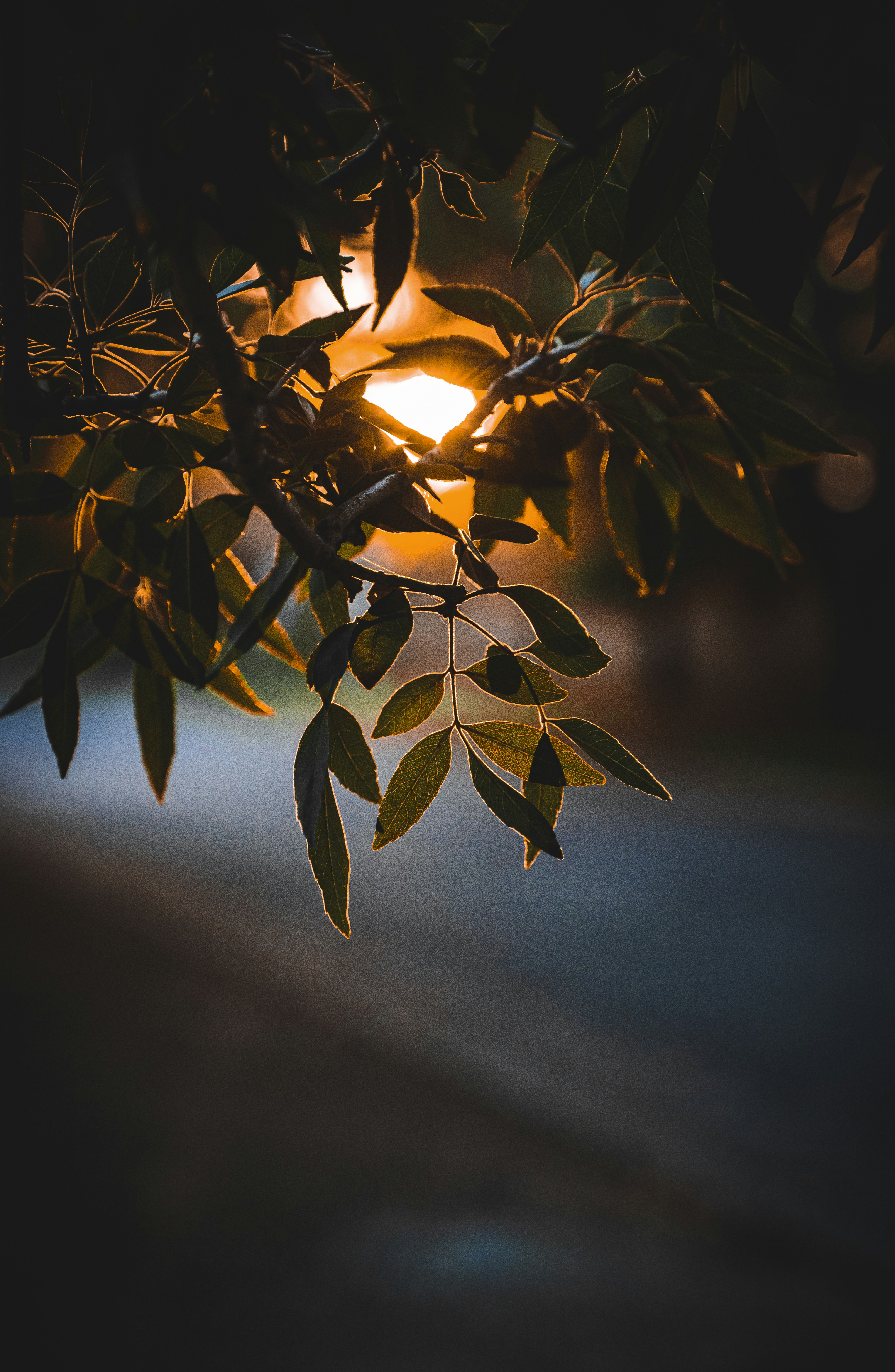 green leaves in close up photography