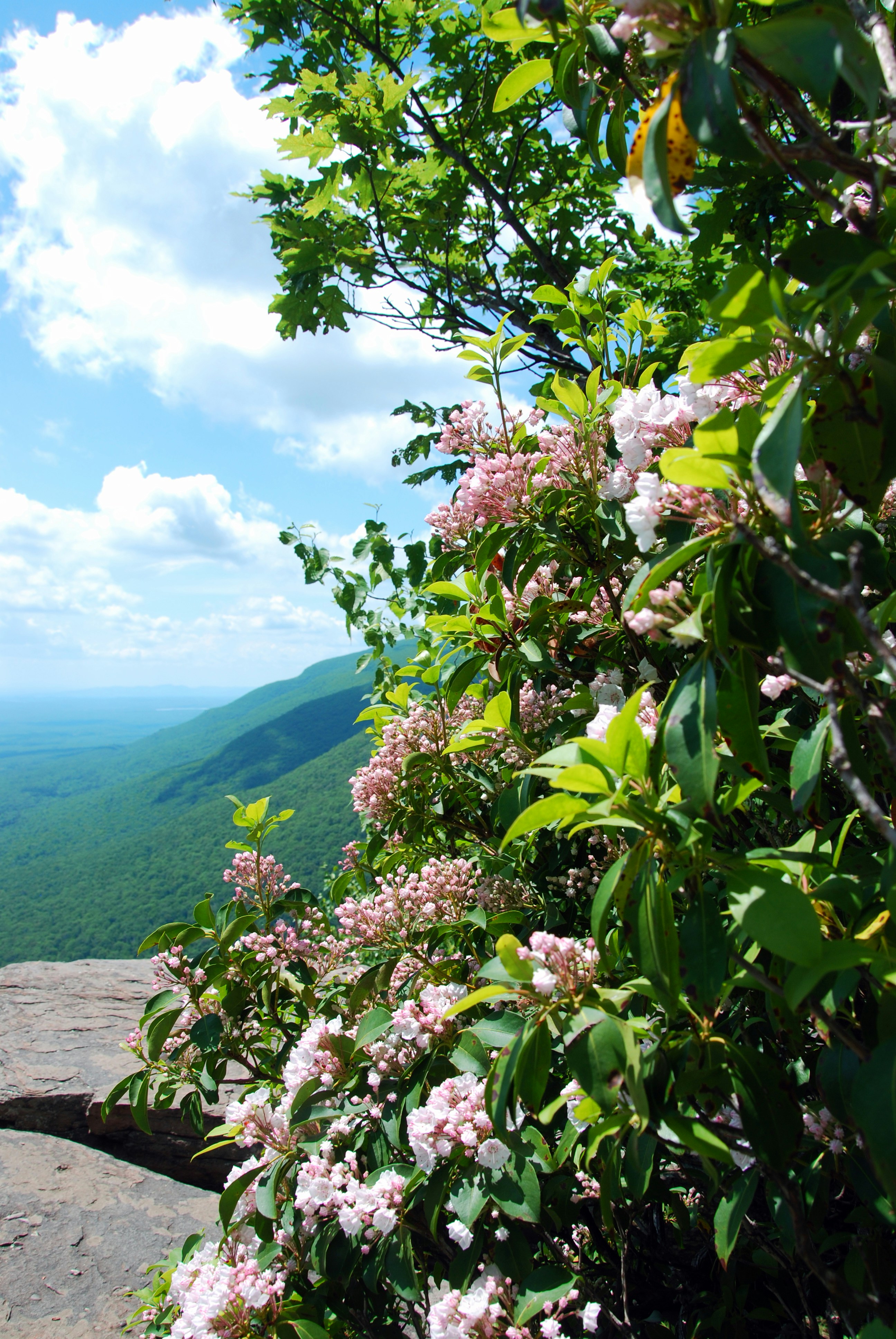flowering mountain laurel overlooking a valley