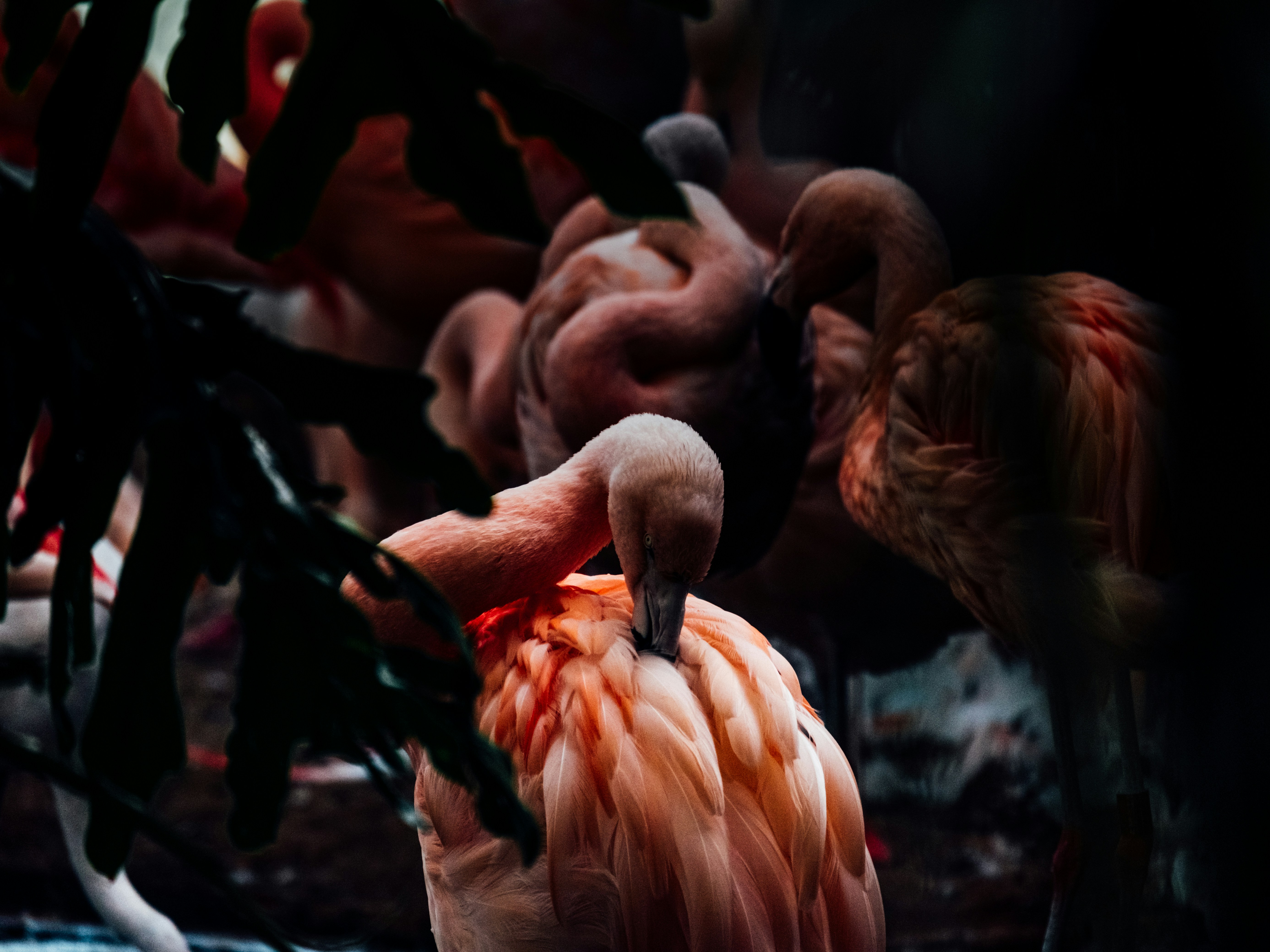 Soft Ember Feathers: Flamingos Rest in Twilight Shade