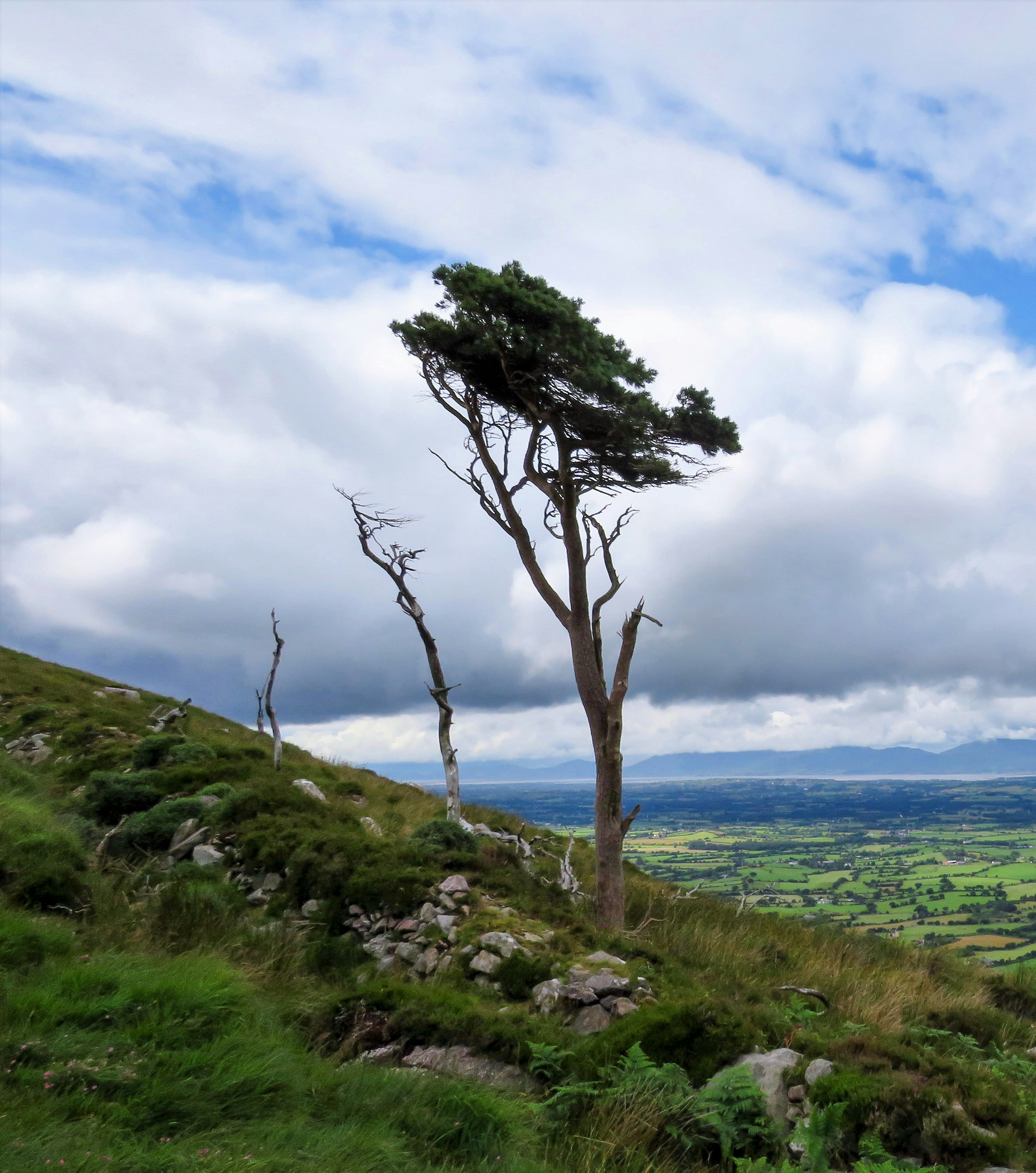 Wind-sculpted Lone Pine Uphill Over Rolling Valley