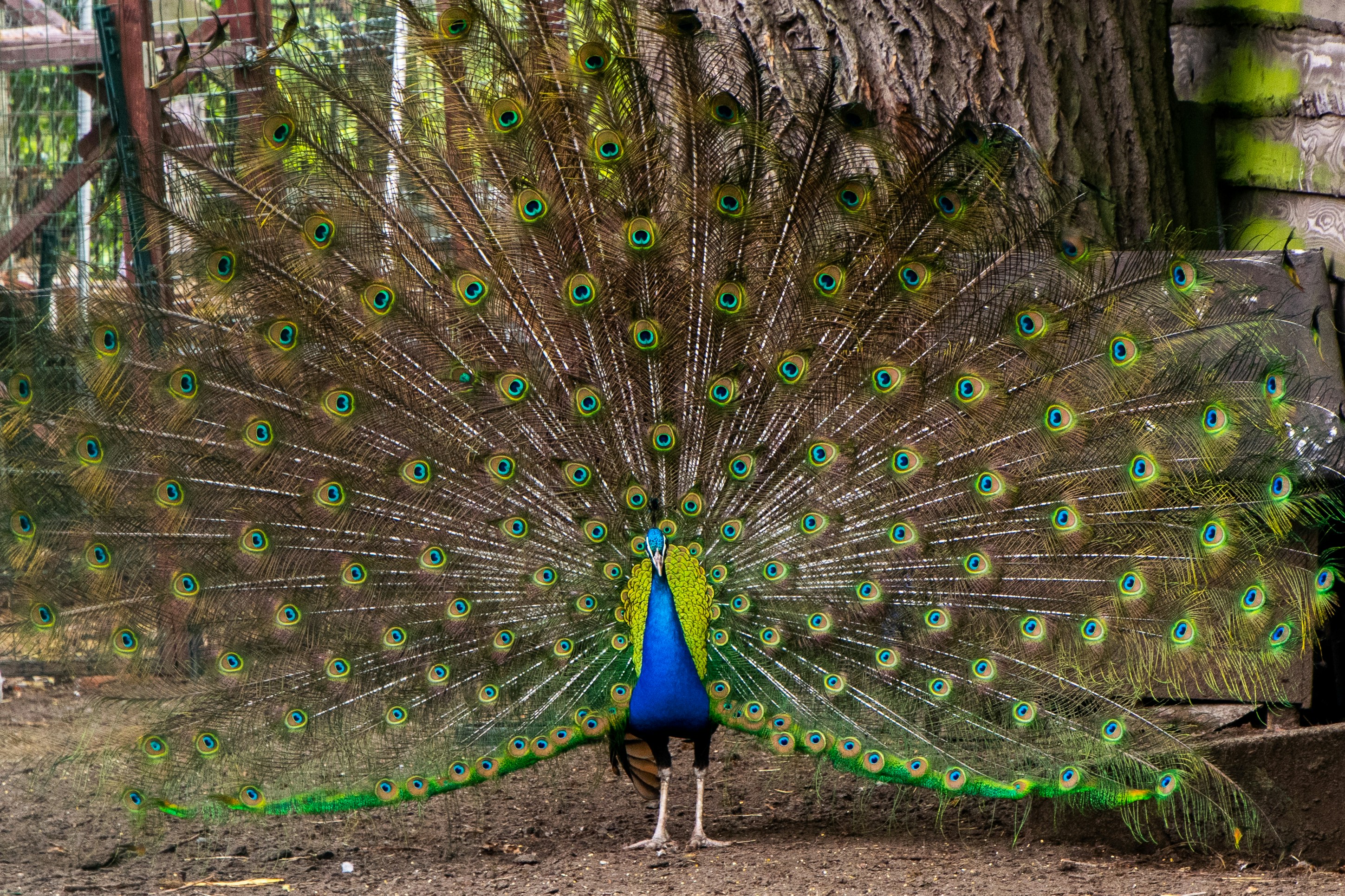 Emerald Arc: The Peacock Unfurls a Grand Tail