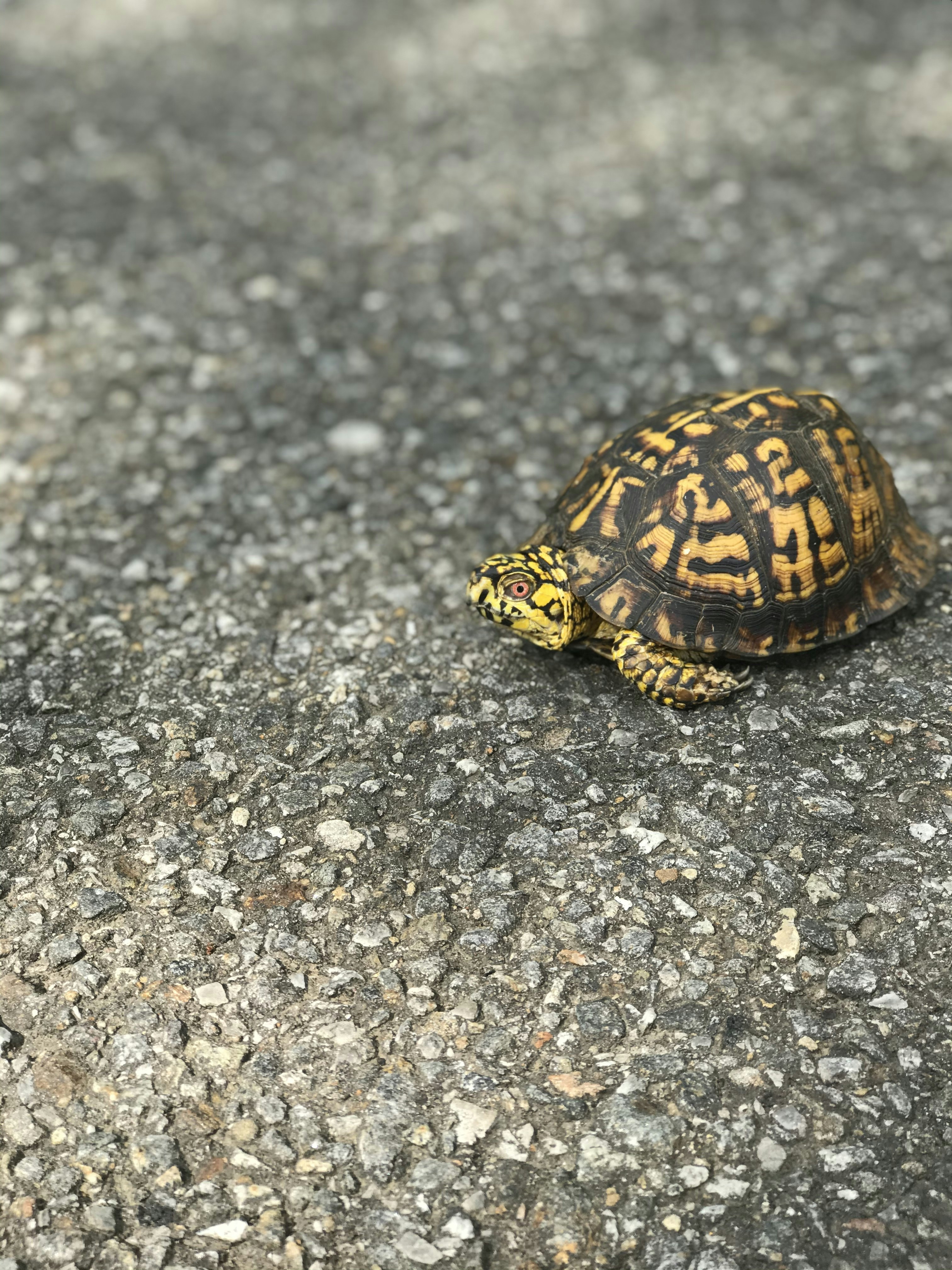 Box Turtle Pictures | Download Free Images on Unsplash