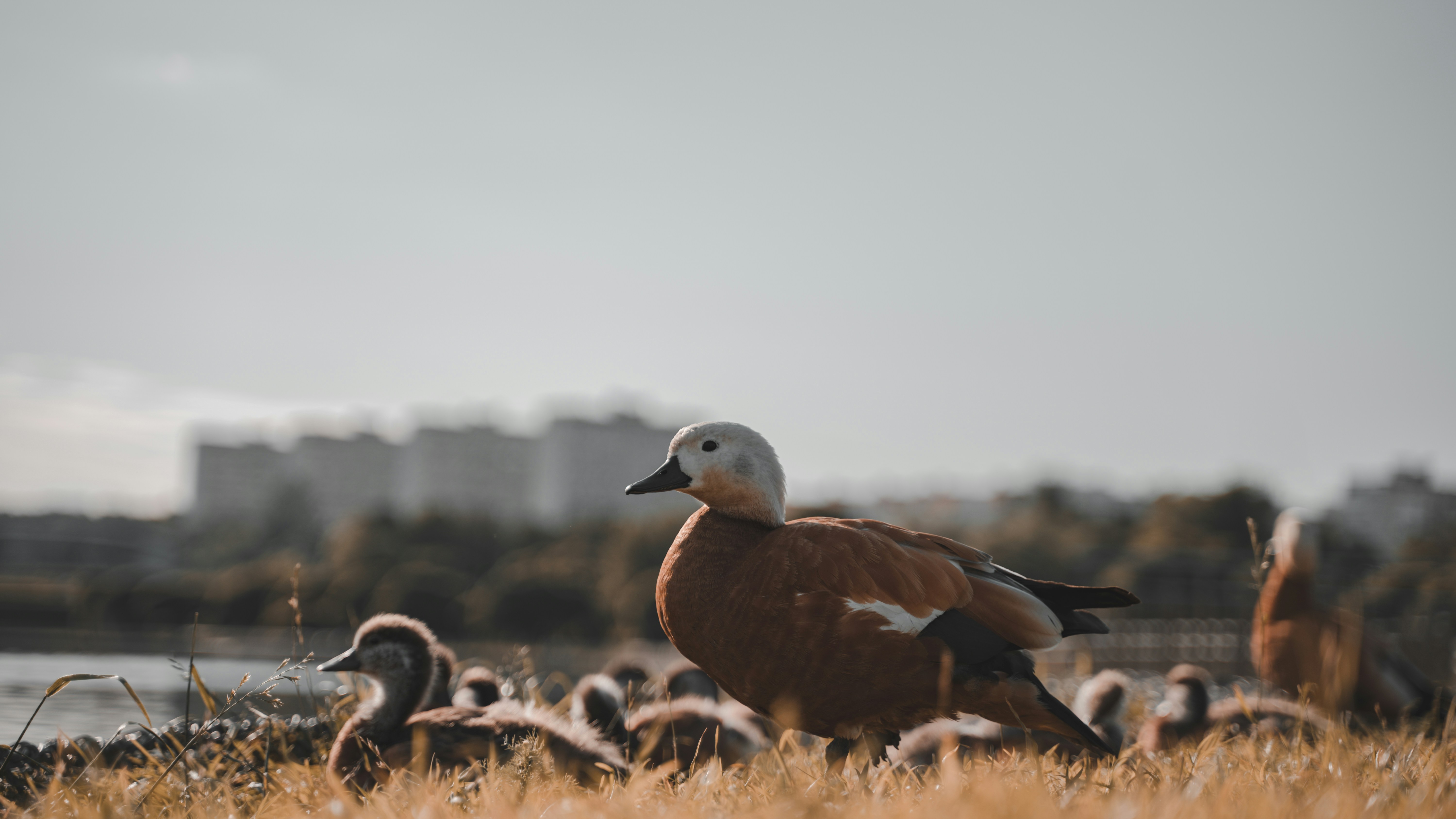 White-Headed Leader on the Riverside Meadow at Dawn