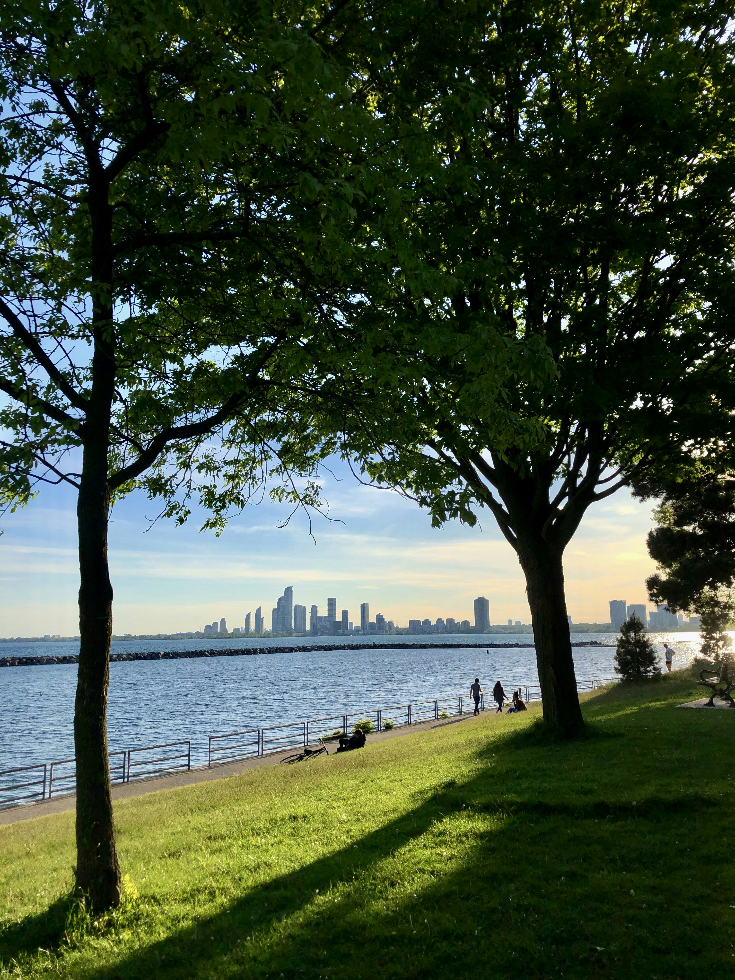 Green tree near body of water during daytime photo – Free Lakeshore ...