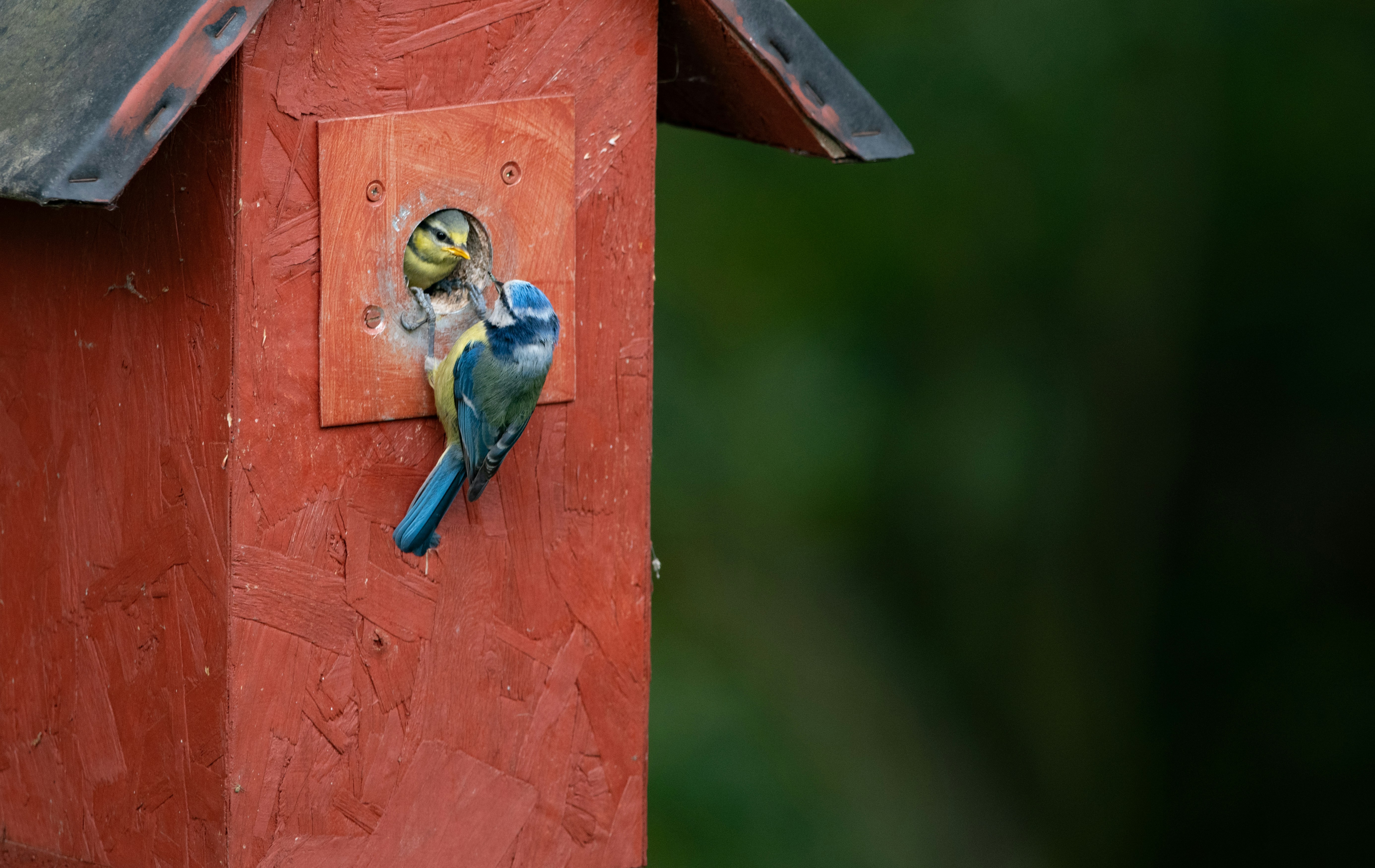 Red Birdhouse Café: Blue Tit at the Entrance