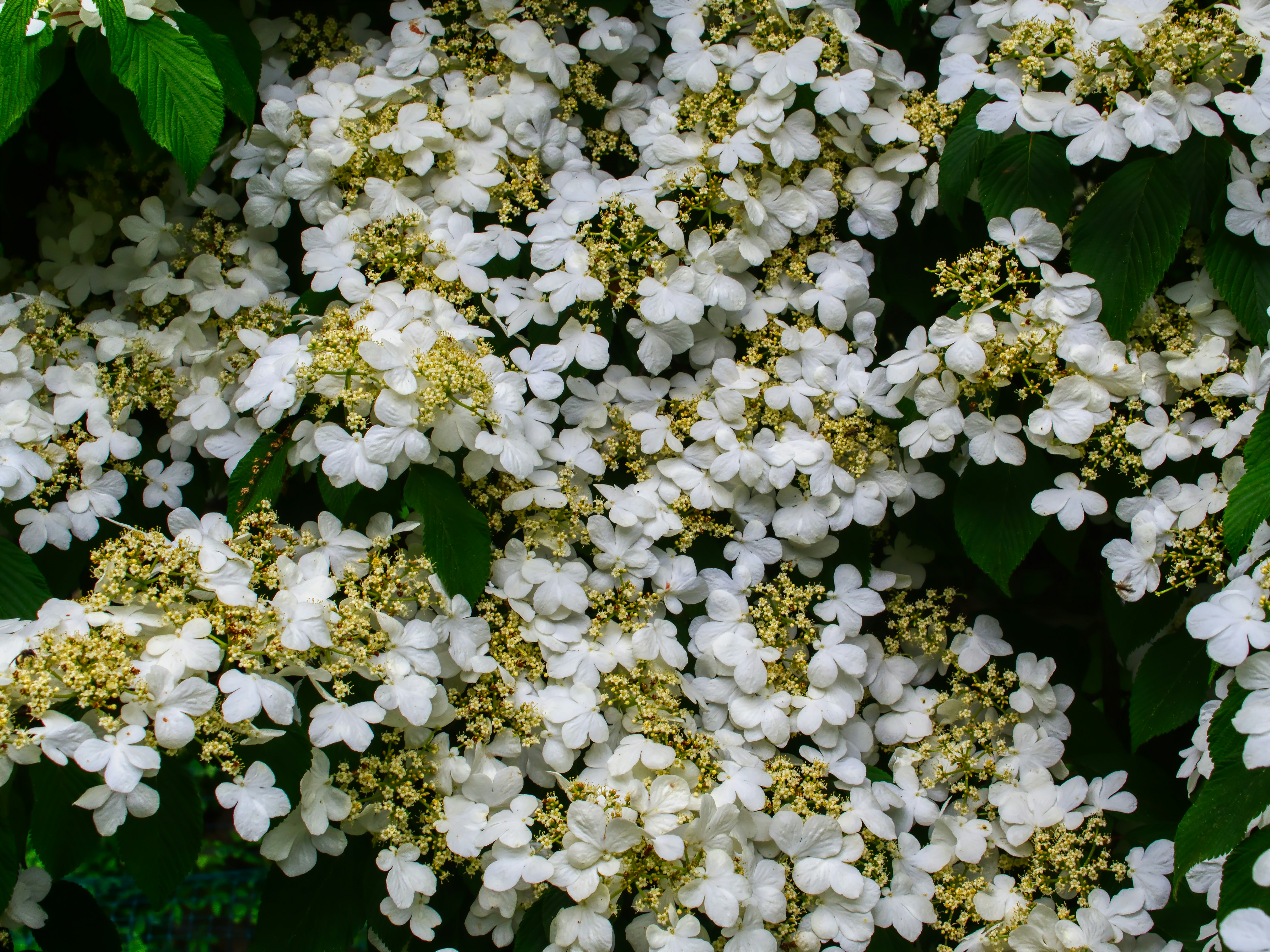 Dense cluster of white flowers interspersed with golden stamens, showcasing the intricate beauty of spring blooms.
