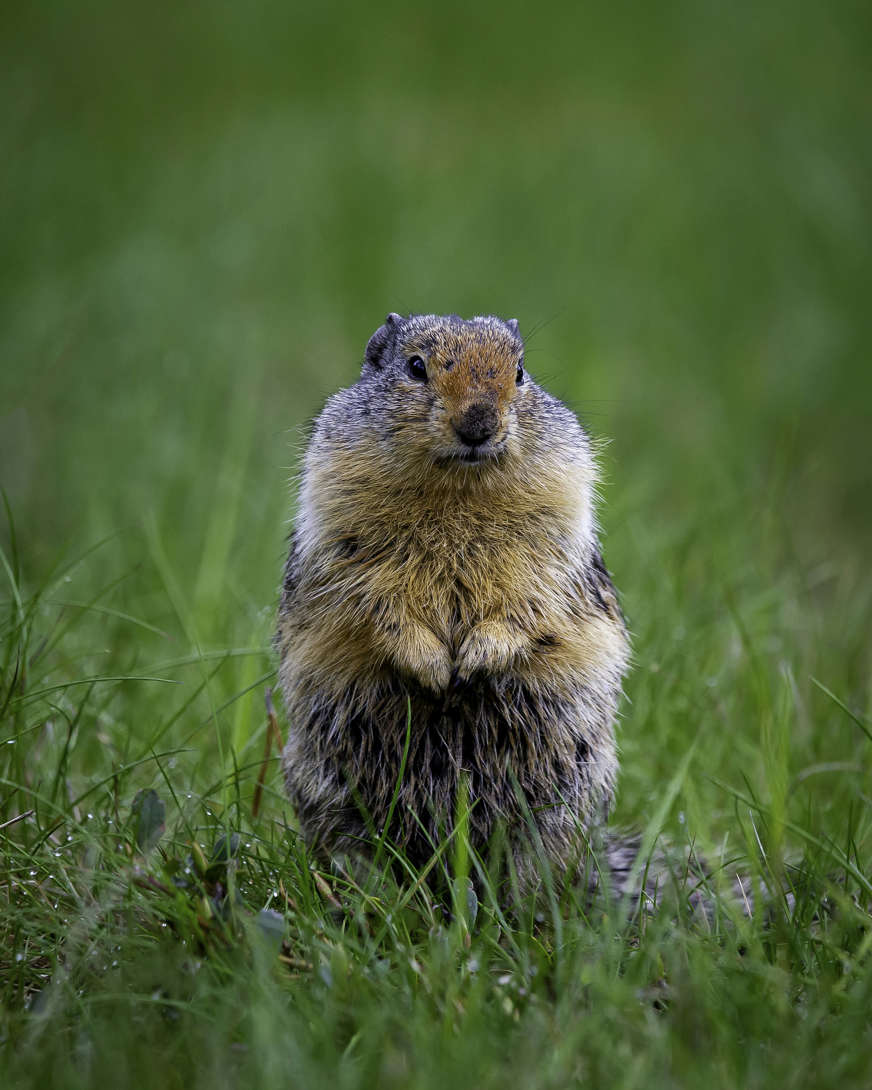 Beaver Pictures [HQ] | Download Free Images on Unsplash