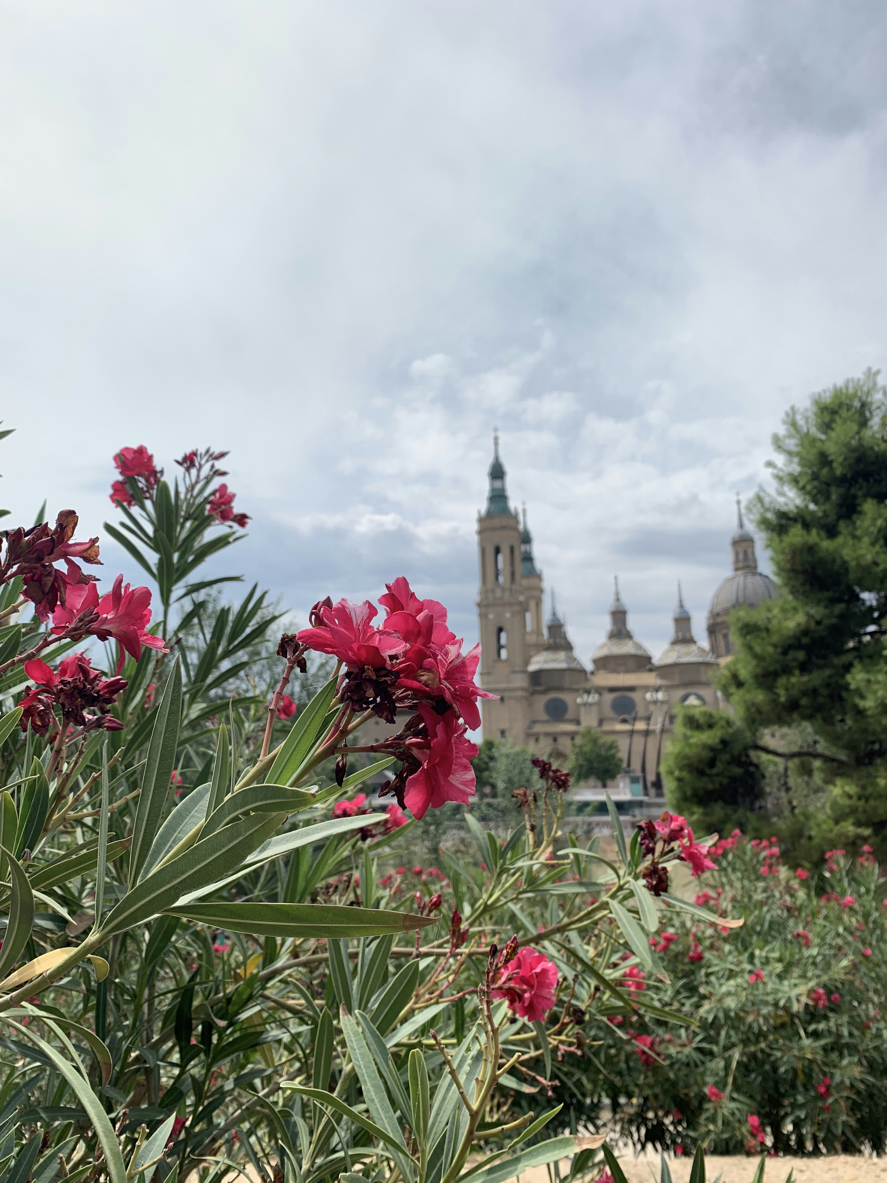 Crimson Oleander Framing a Cathedral Silhouette in Bloom