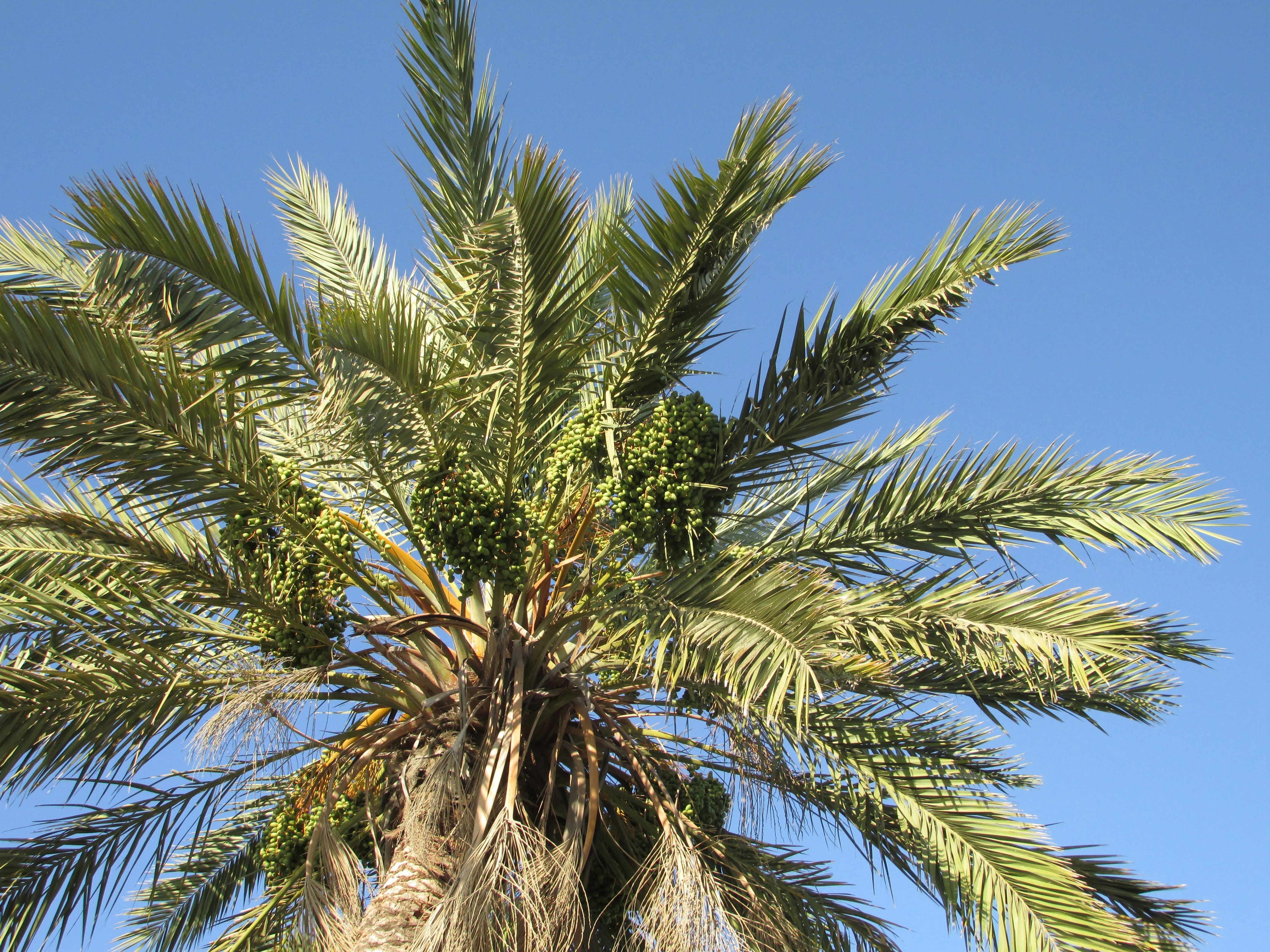 A palm tree reaching skyward, adorned with clusters of green fruit against a clear blue sky.