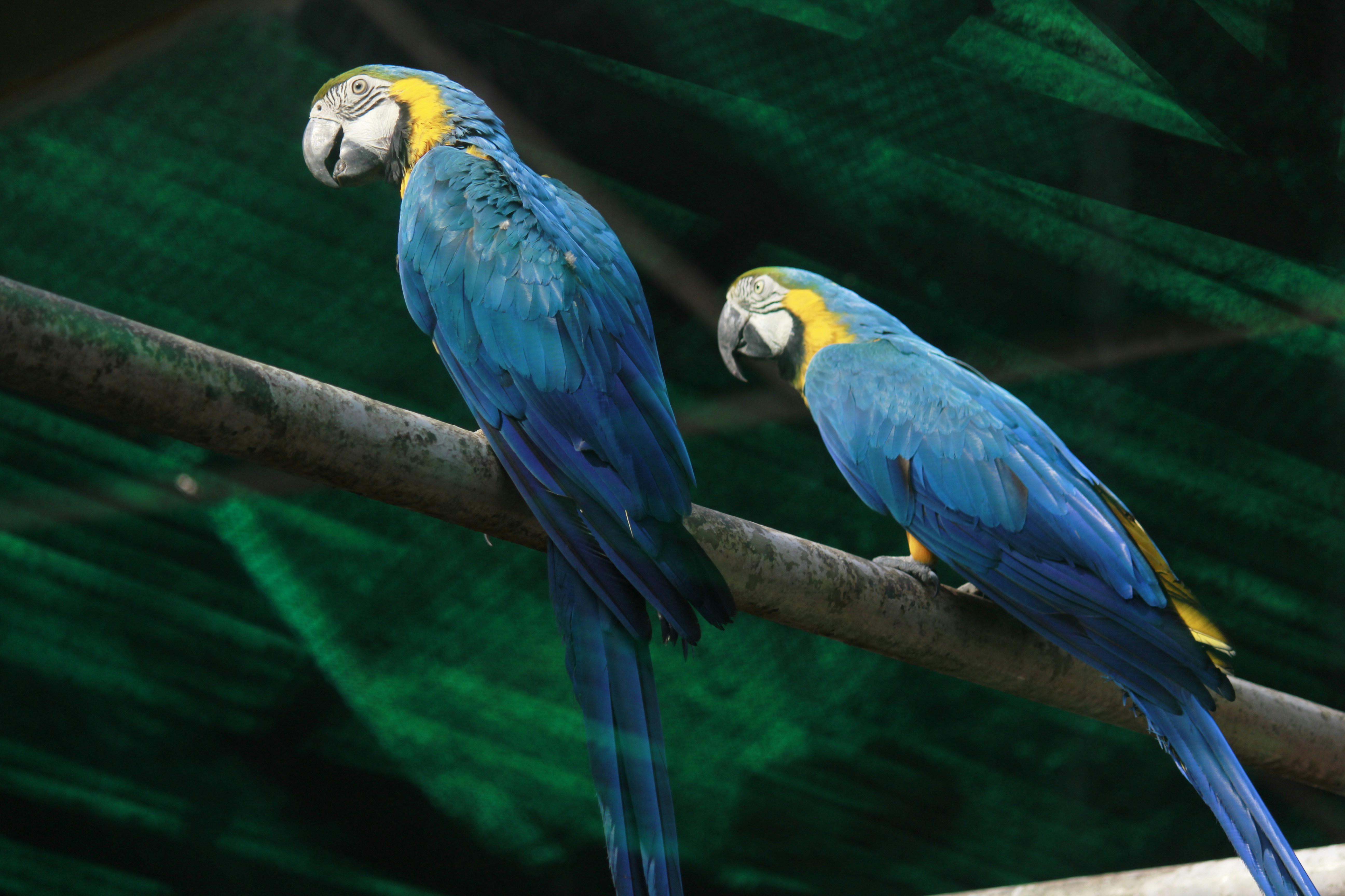 Twin Macaws on a Weathered Rail: Azure and Gold Amid Tropical Green