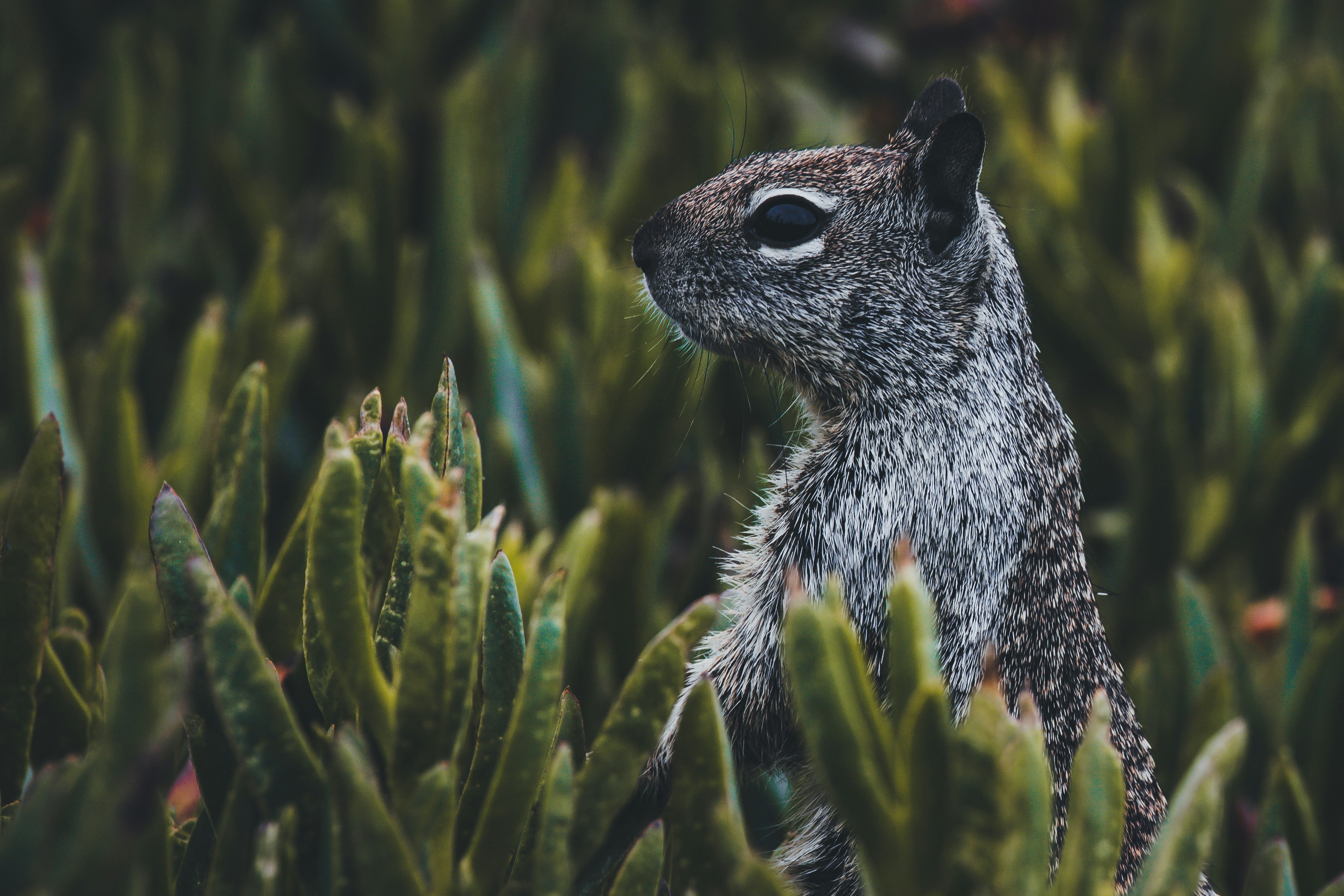 Hidden Sentry in Needleleaf: A Squirrel Amid Coastal Tentacles