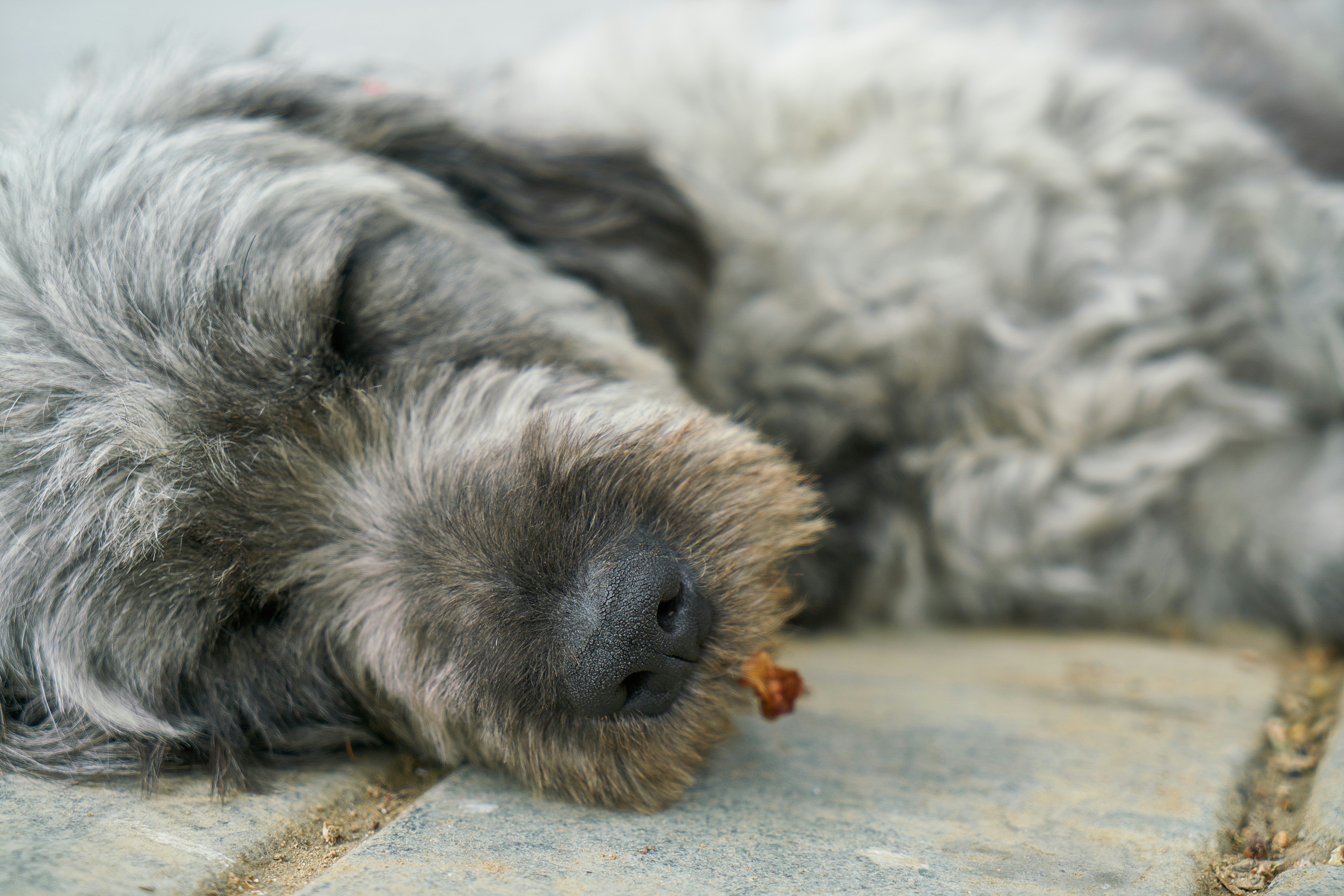 Nose on Slate: a sleepy grey terrier's quiet moment