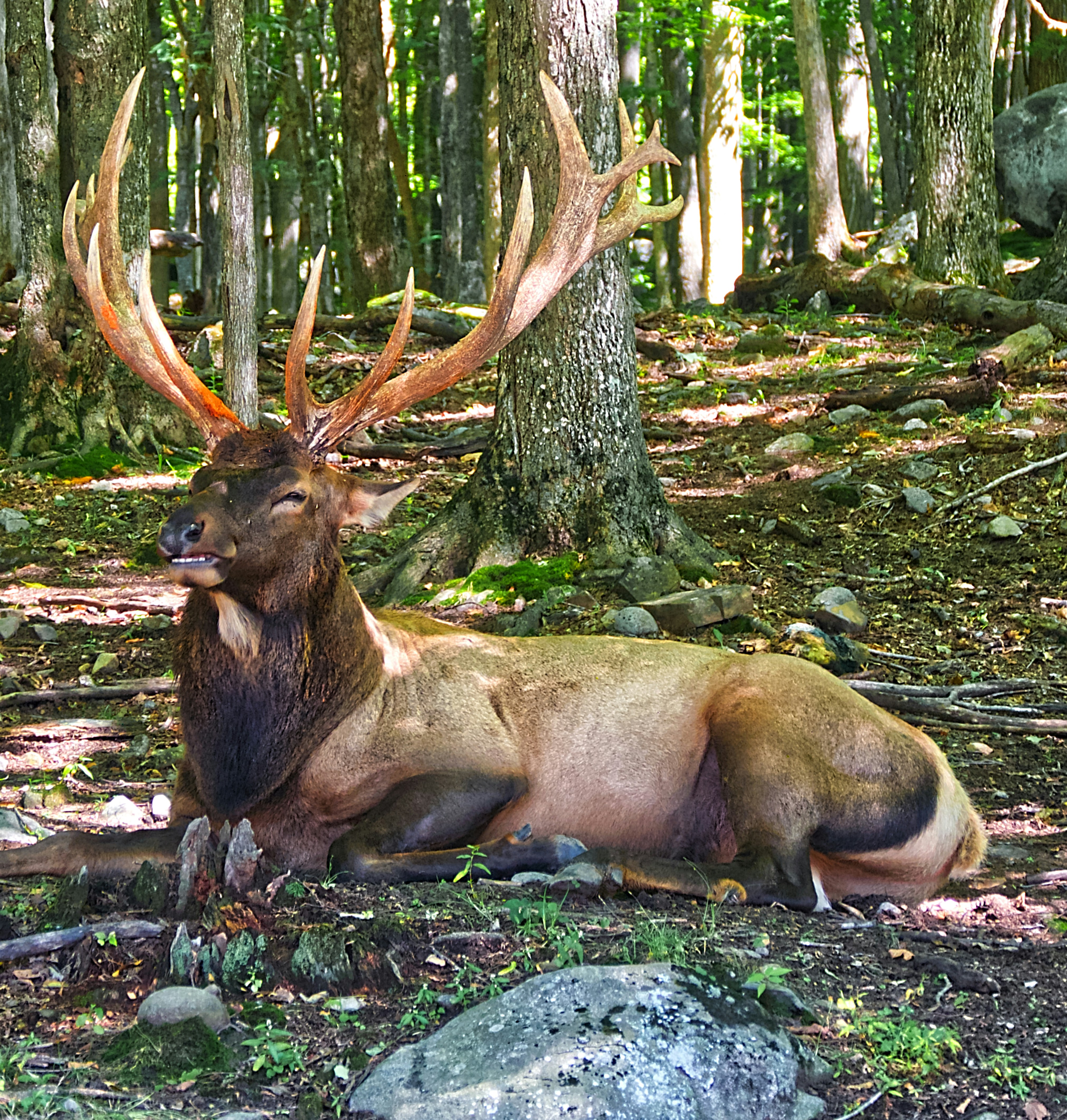 Majestic elk resting in a sunlit forest, surrounded by trees and rocks.
