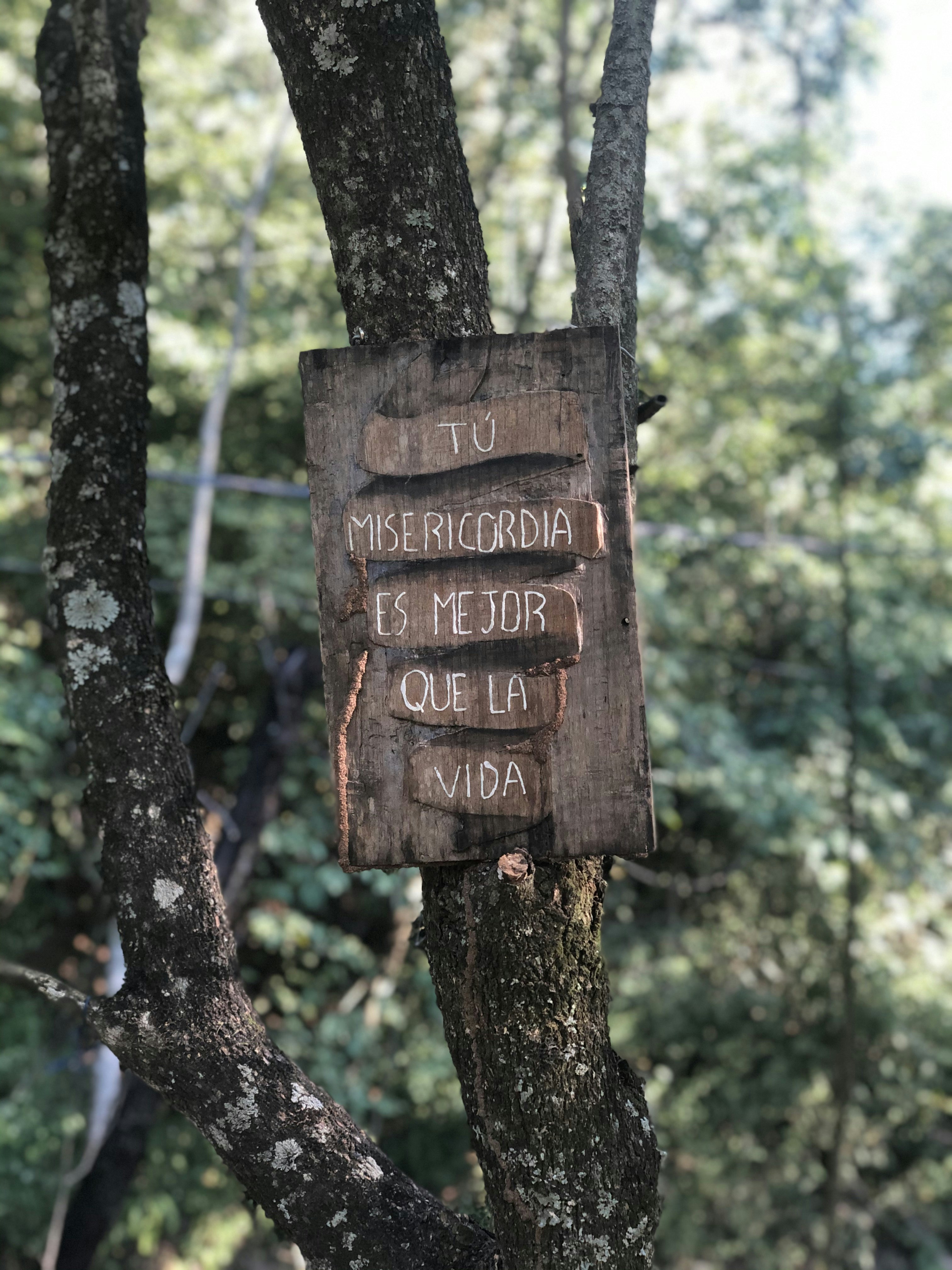 Brown wooden signage on tree photo – Free Grey Image on Unsplash