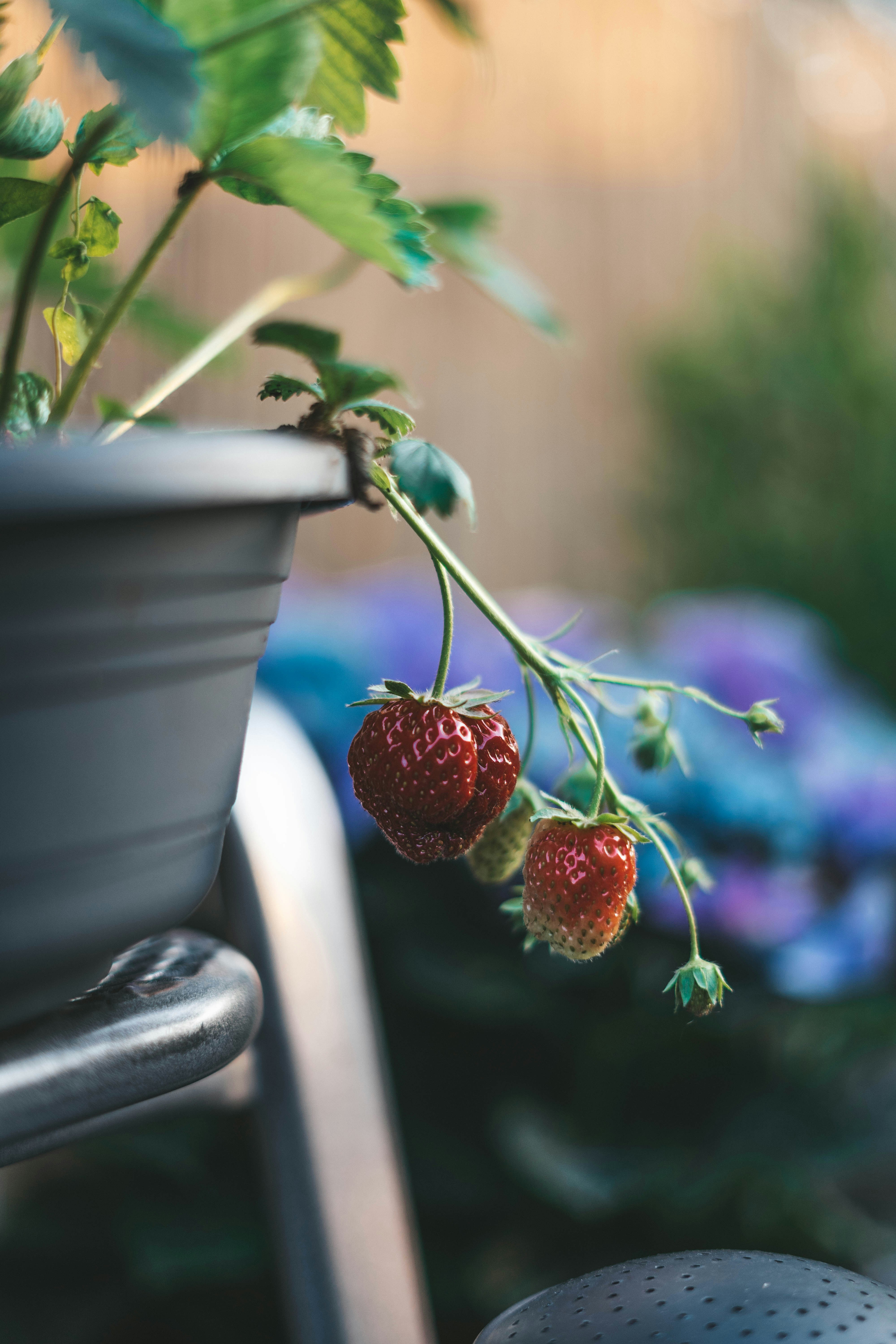 Hanging Ripeness: A Close-Up of Strawberry Duo in Soft Garden Blur