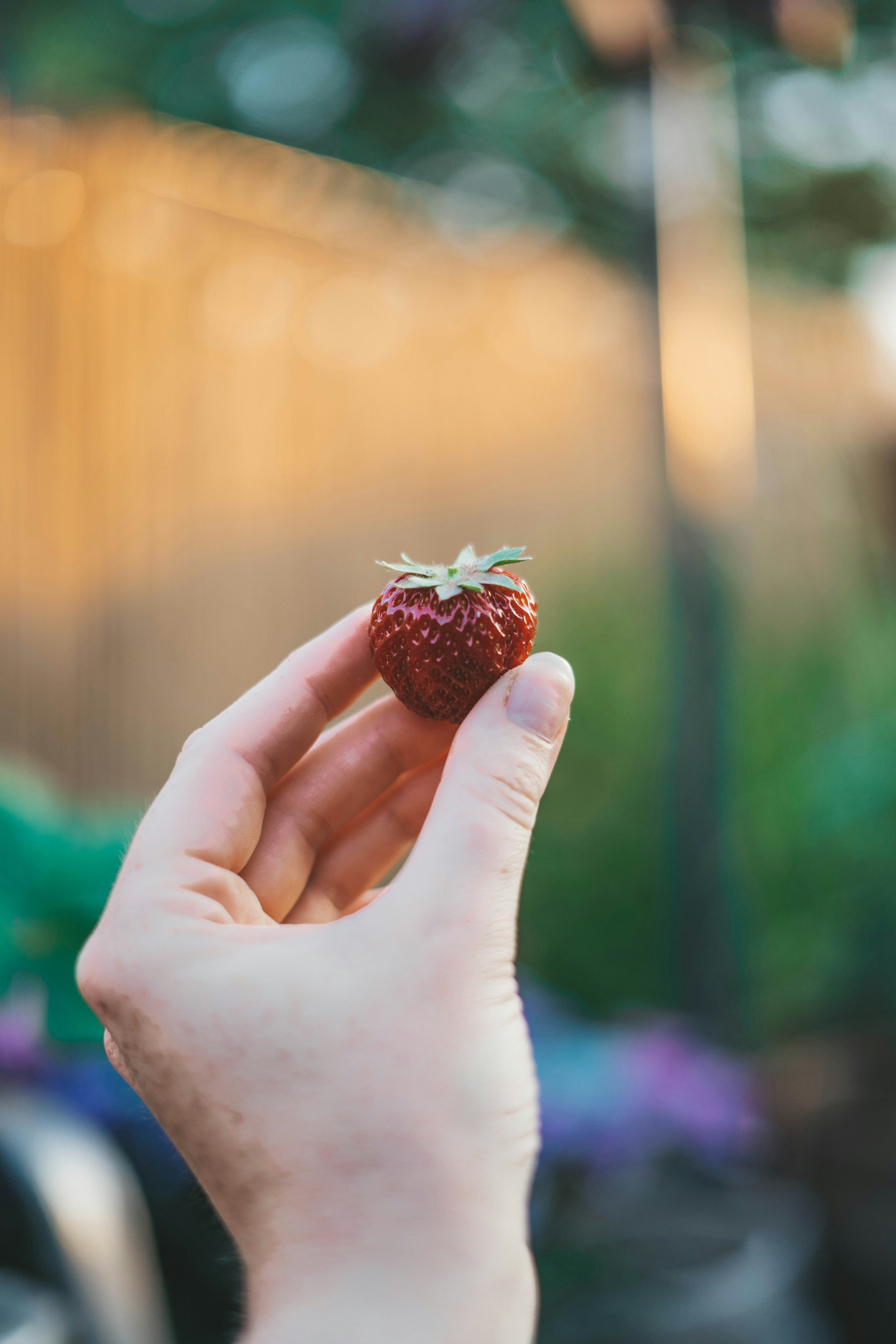 Sunlit Strawberry: a hand-held close-up in a warm garden glow