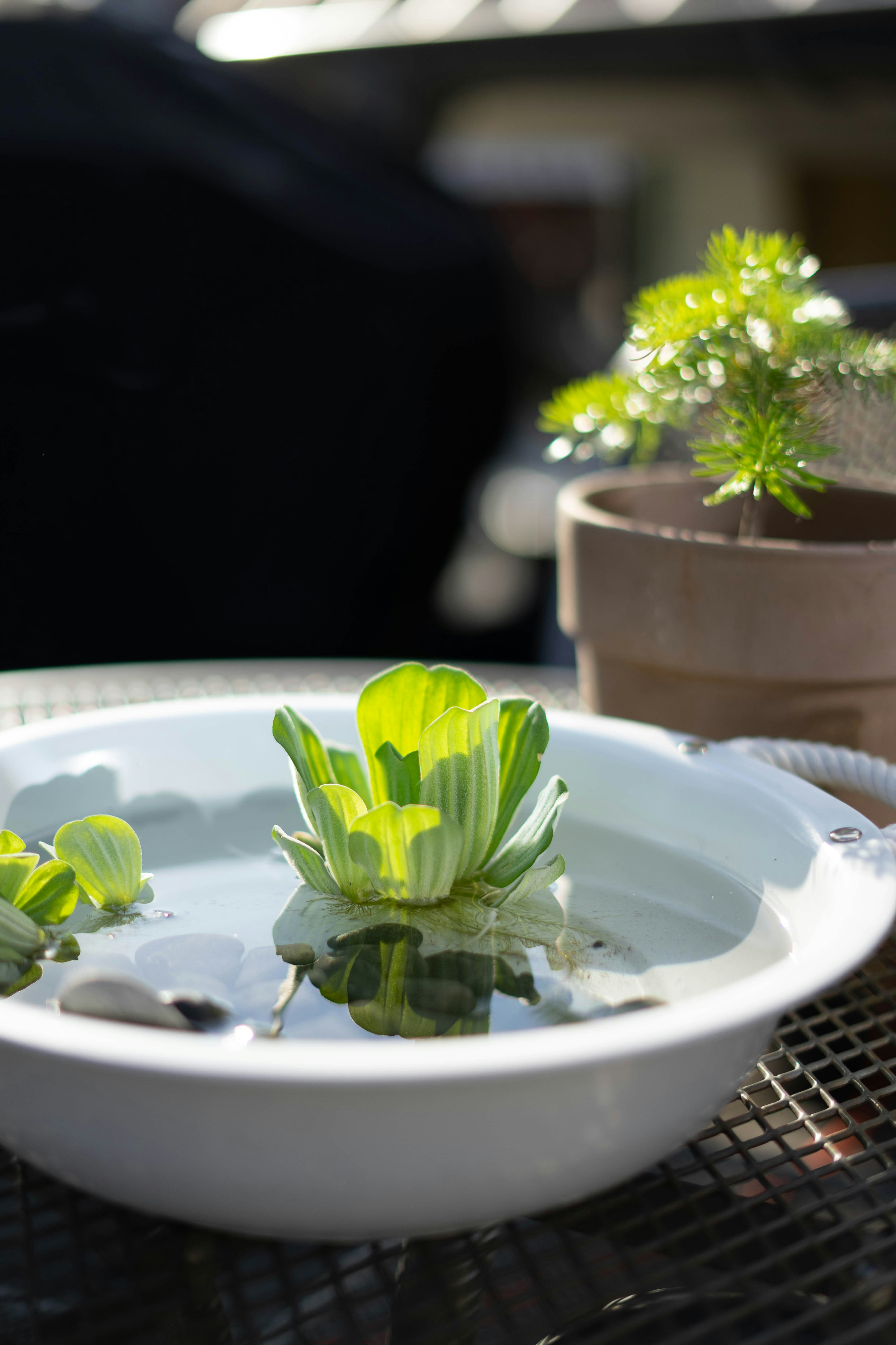Water lilies float gracefully in a shallow dish, surrounded by gentle ripples, with a potted plant adding a touch of greenery. The scene evokes a sense of calm and connection to nature.