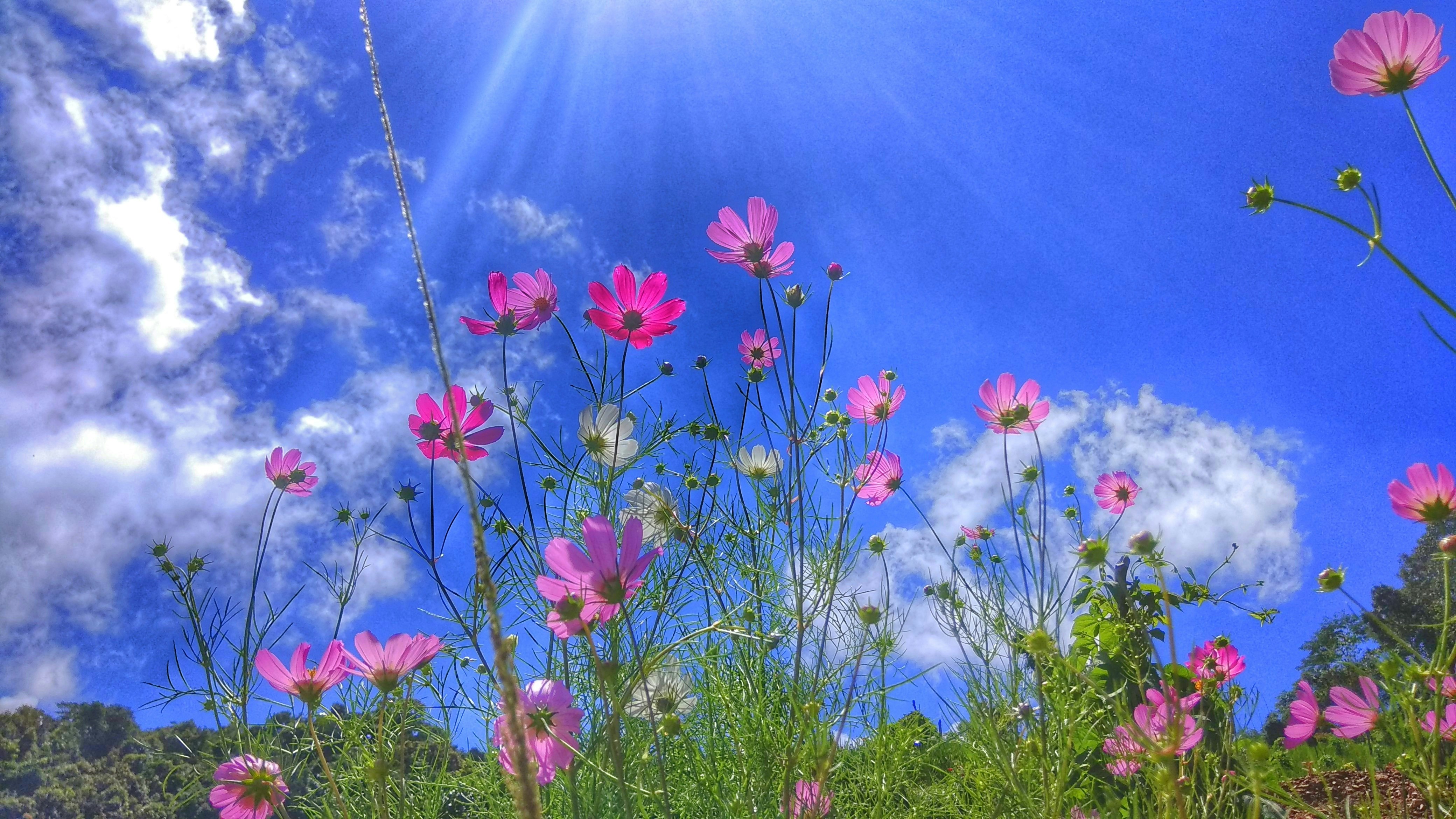 Vibrant pink flowers sway gently in a lush green field, reaching toward a bright blue sky adorned with wispy clouds. The sun radiates above, illuminating the scene.