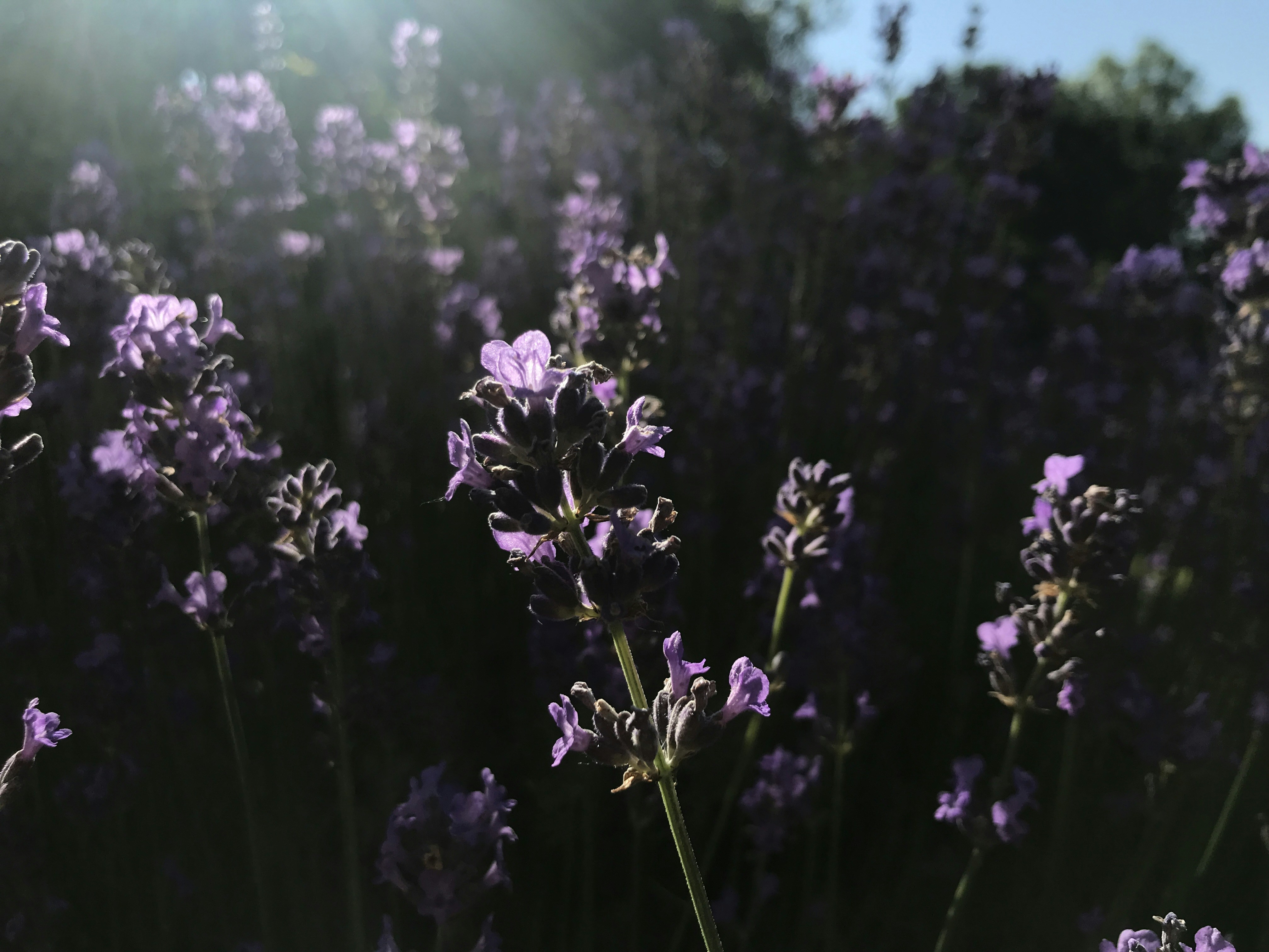 Lavender Glow in Morning Light