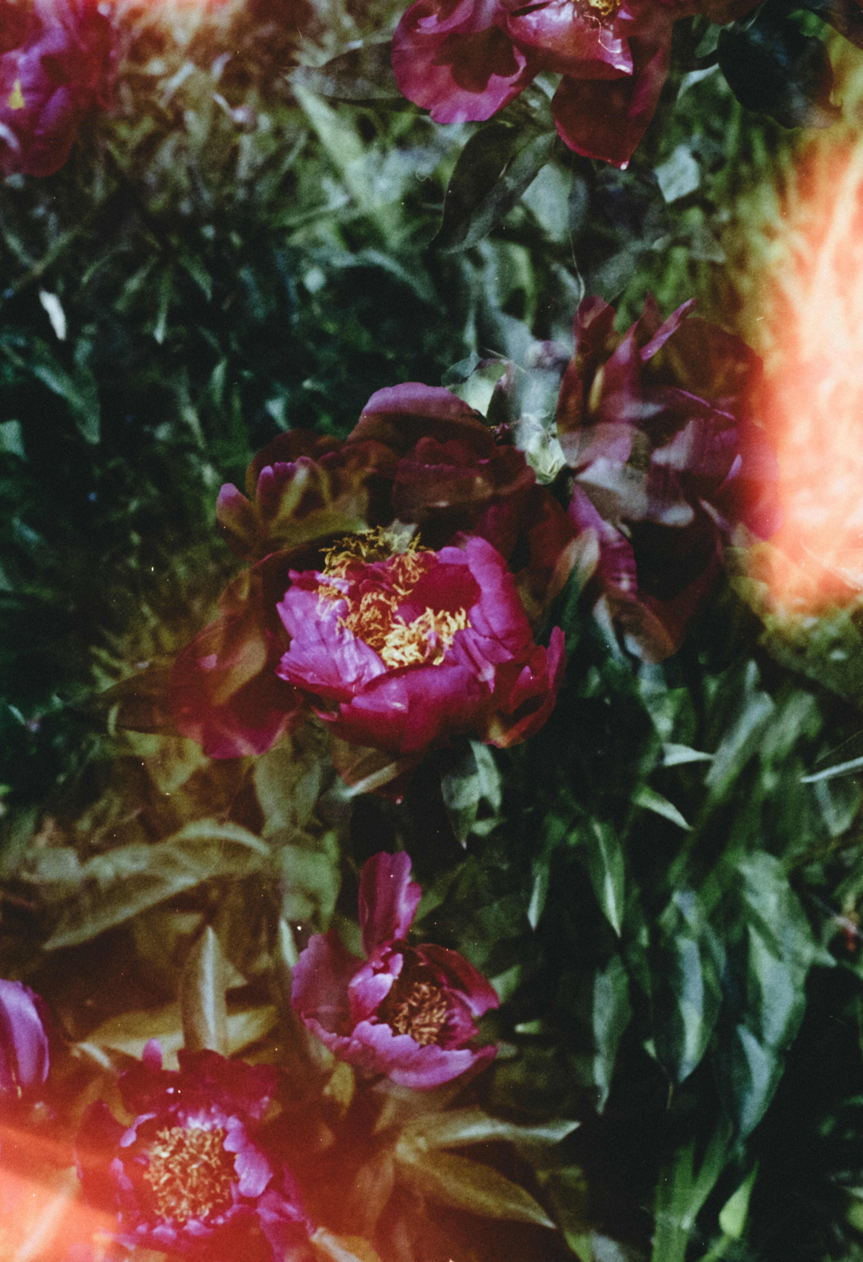Vibrant peonies in full bloom surrounded by lush greenery, showcasing their intricate petals and golden stamens.