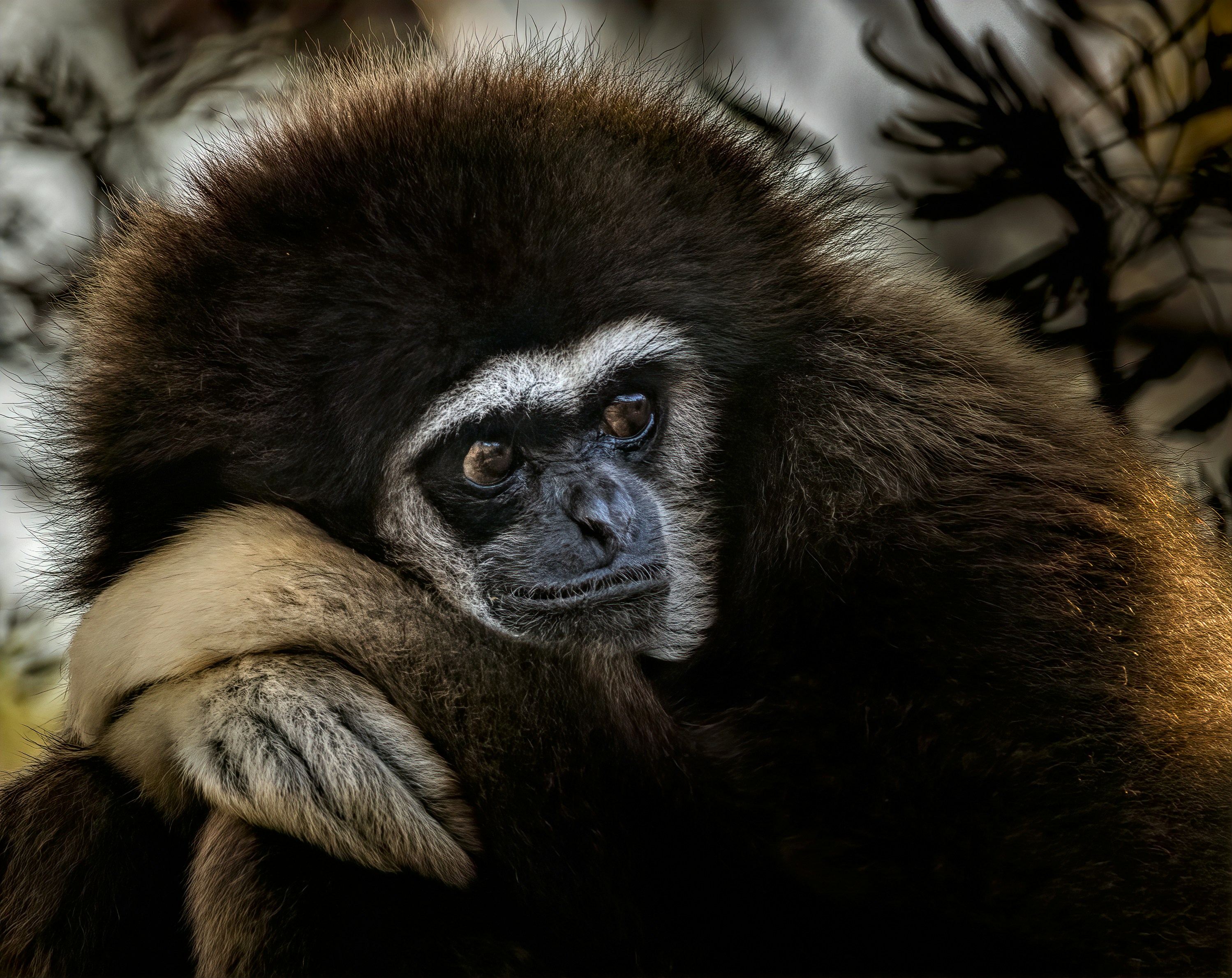 Définition de gibbon | Dictionnaire français