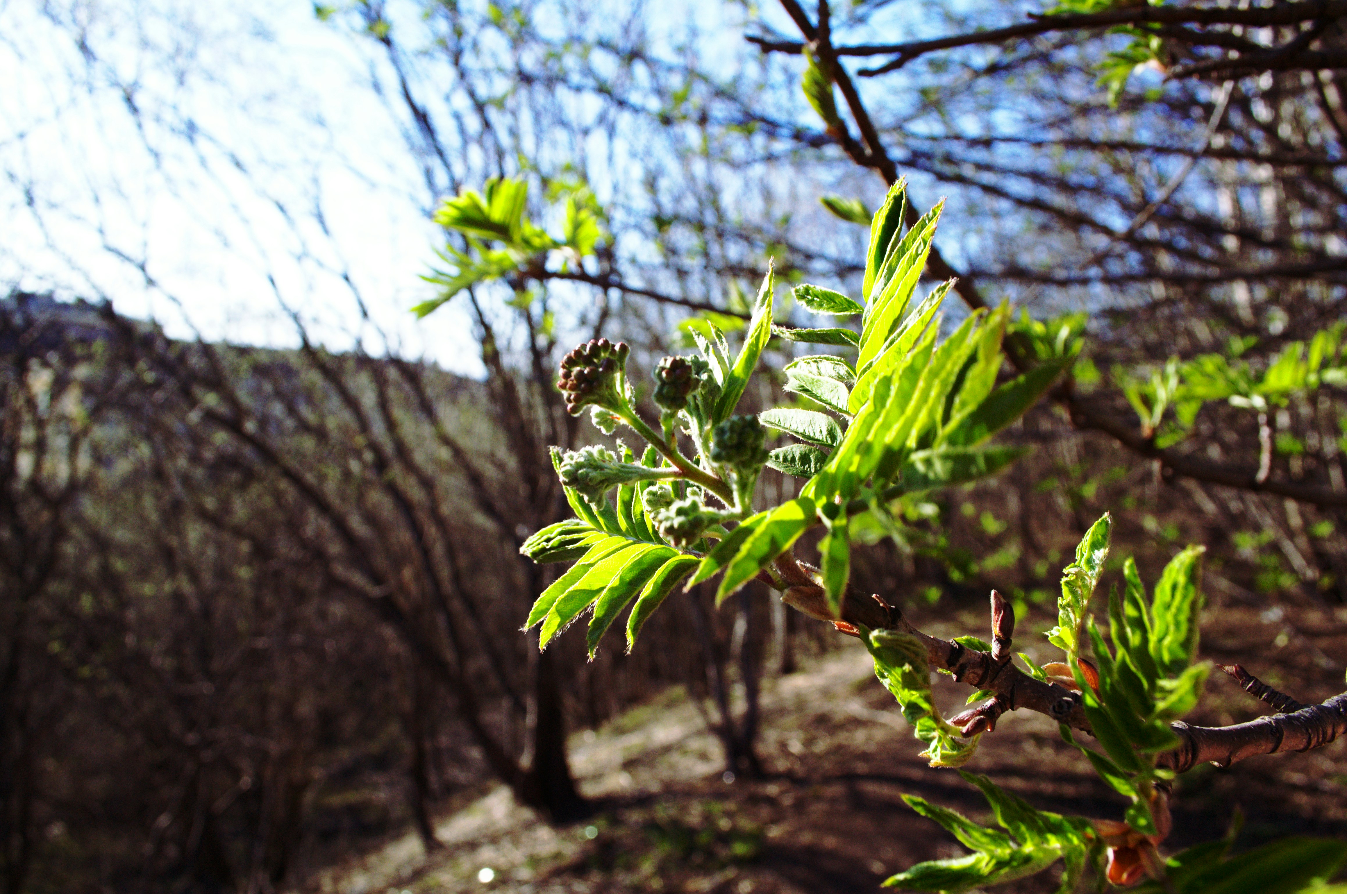 Emerging Leaves in Sunlit Stillness