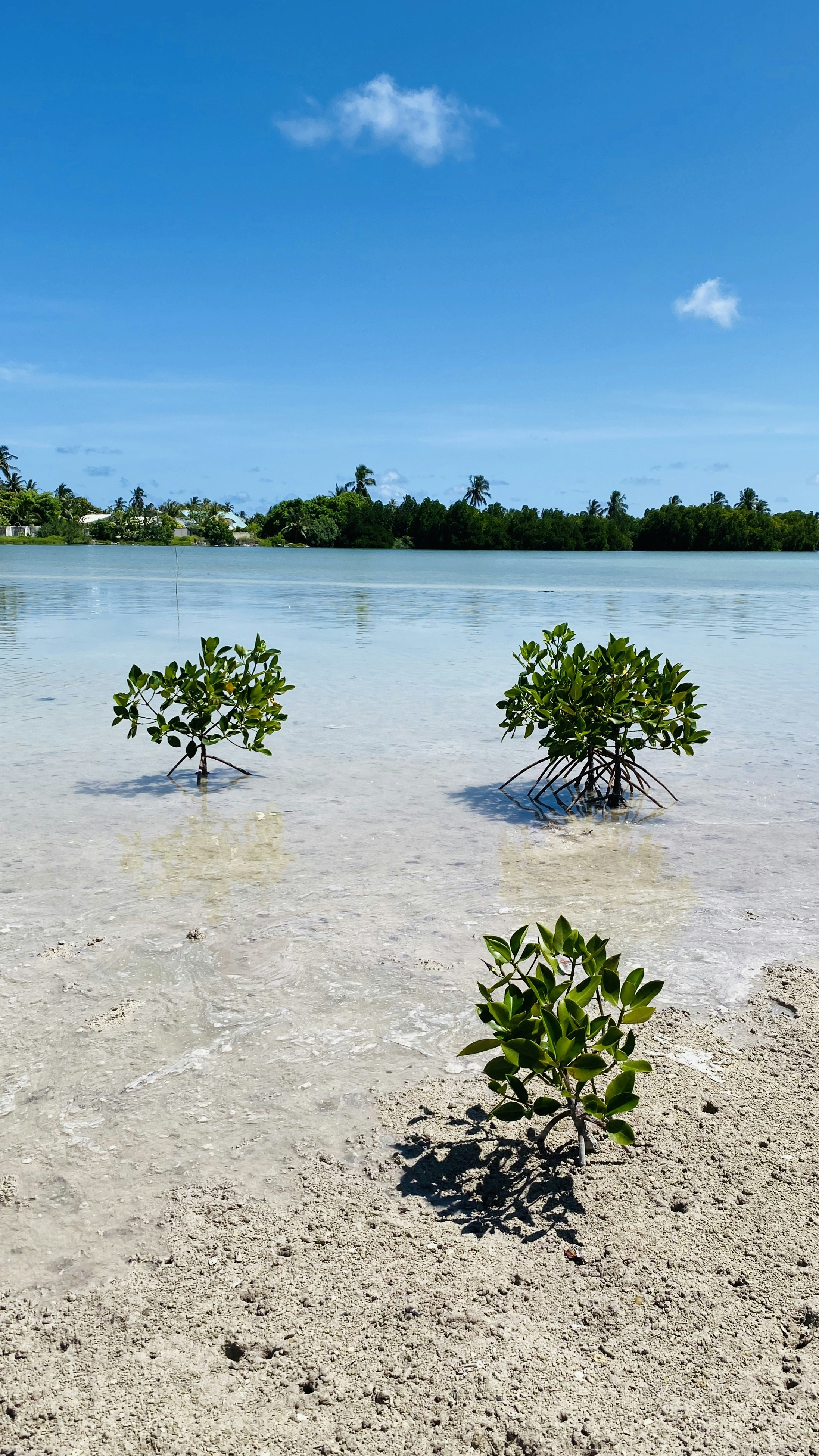 A couple of small trees sitting in the middle of a lake photo – Free ...