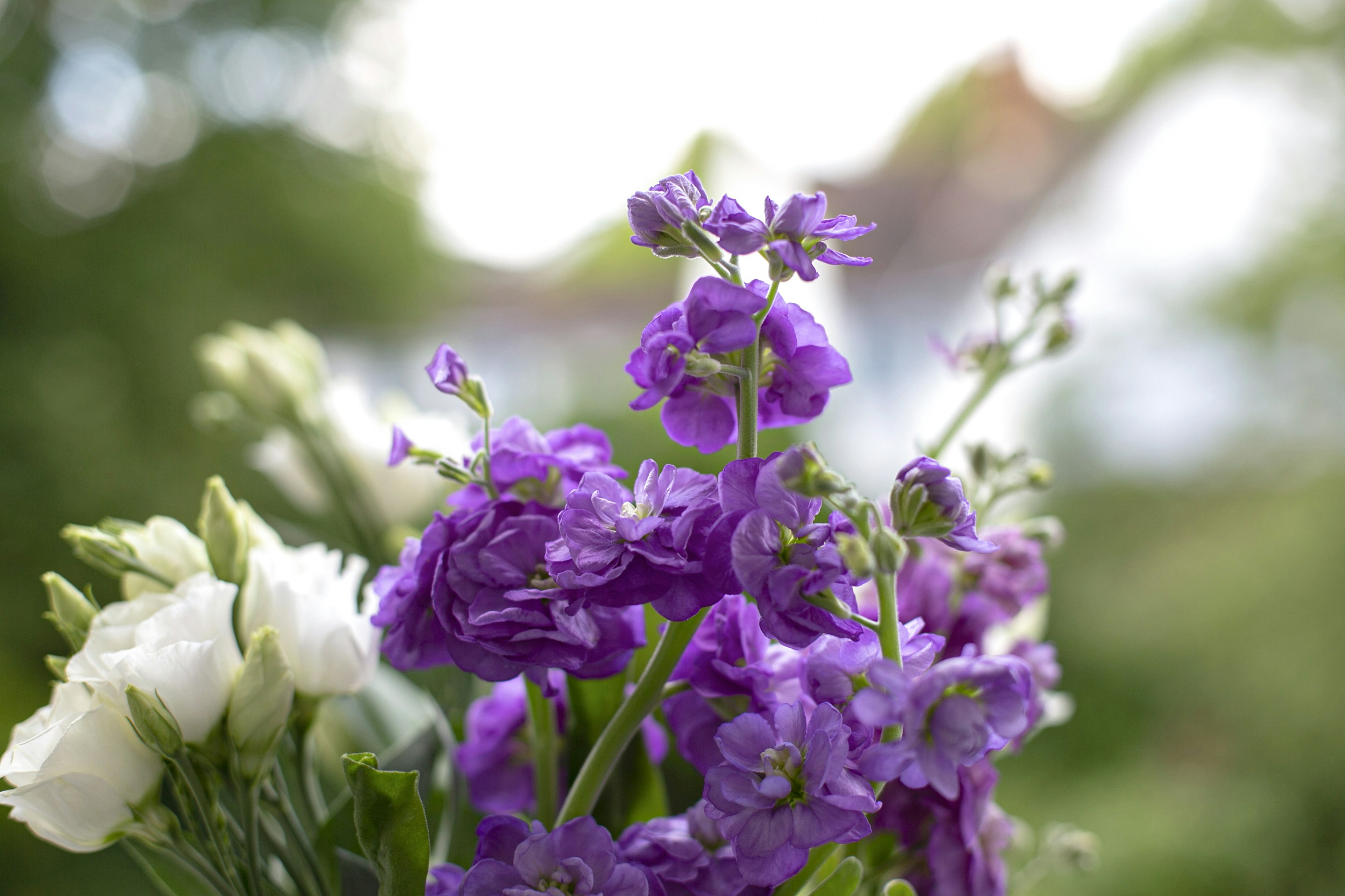 Petals in Focus: Velvet Purple Bouquet in a Soft Garden Glow