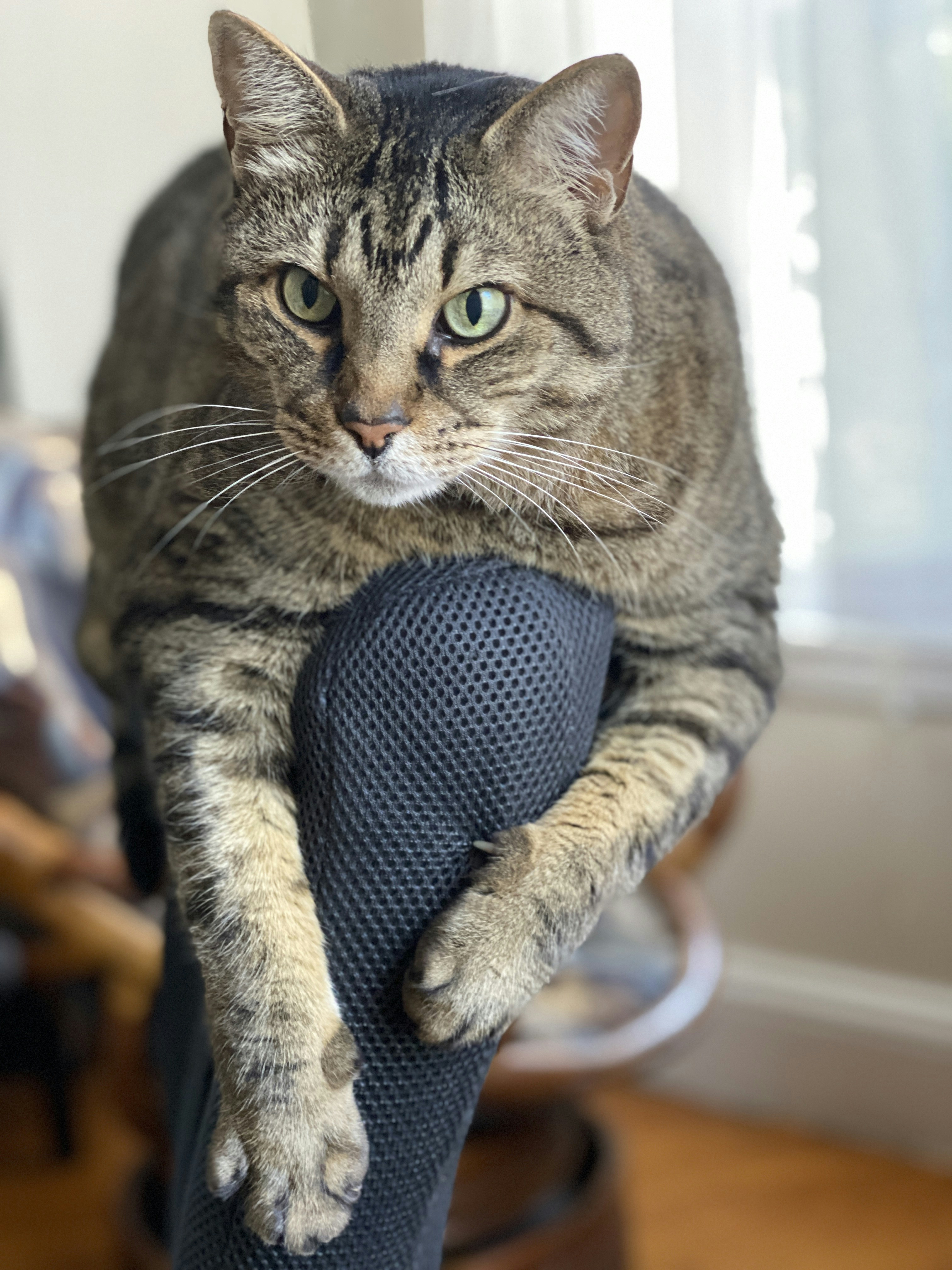 A tabby cat lounging comfortably on a textured chair, gazing intently with striking green eyes. Sunlight filters through the window, highlighting its fur.