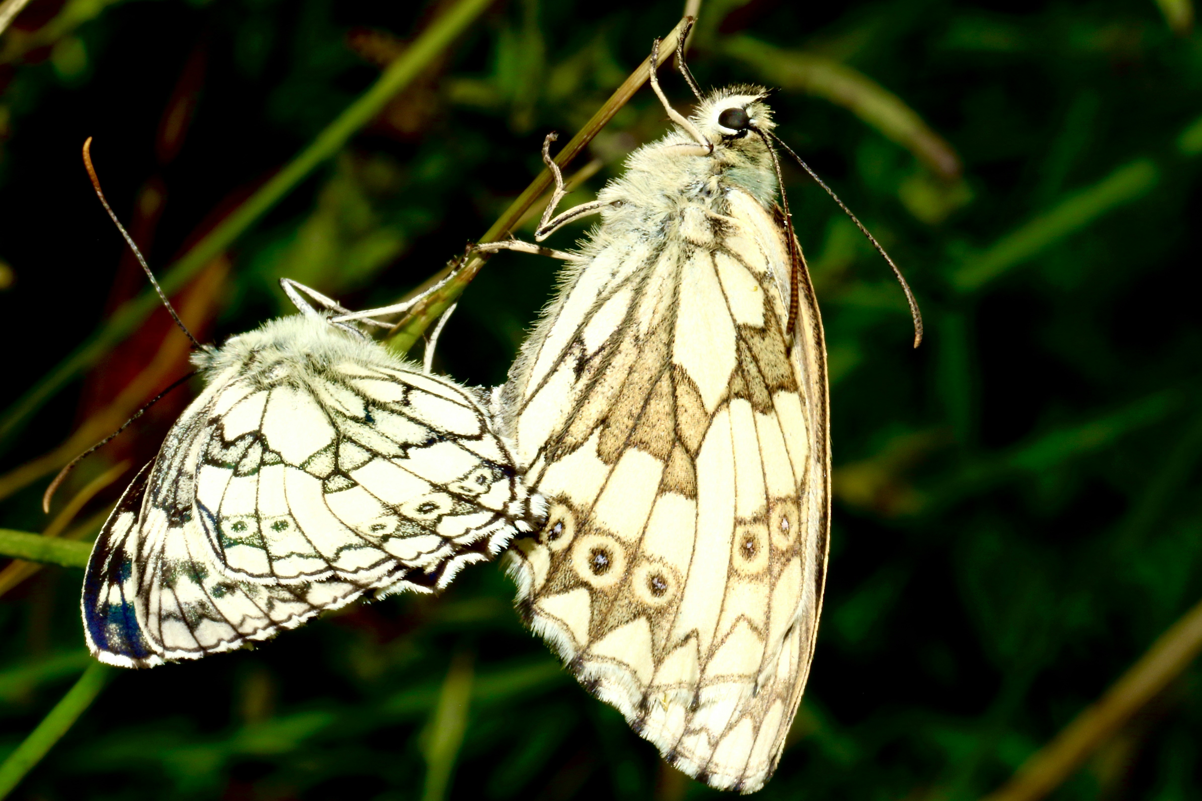 Twin White Swallowtails Clasped on a Mossy Stem