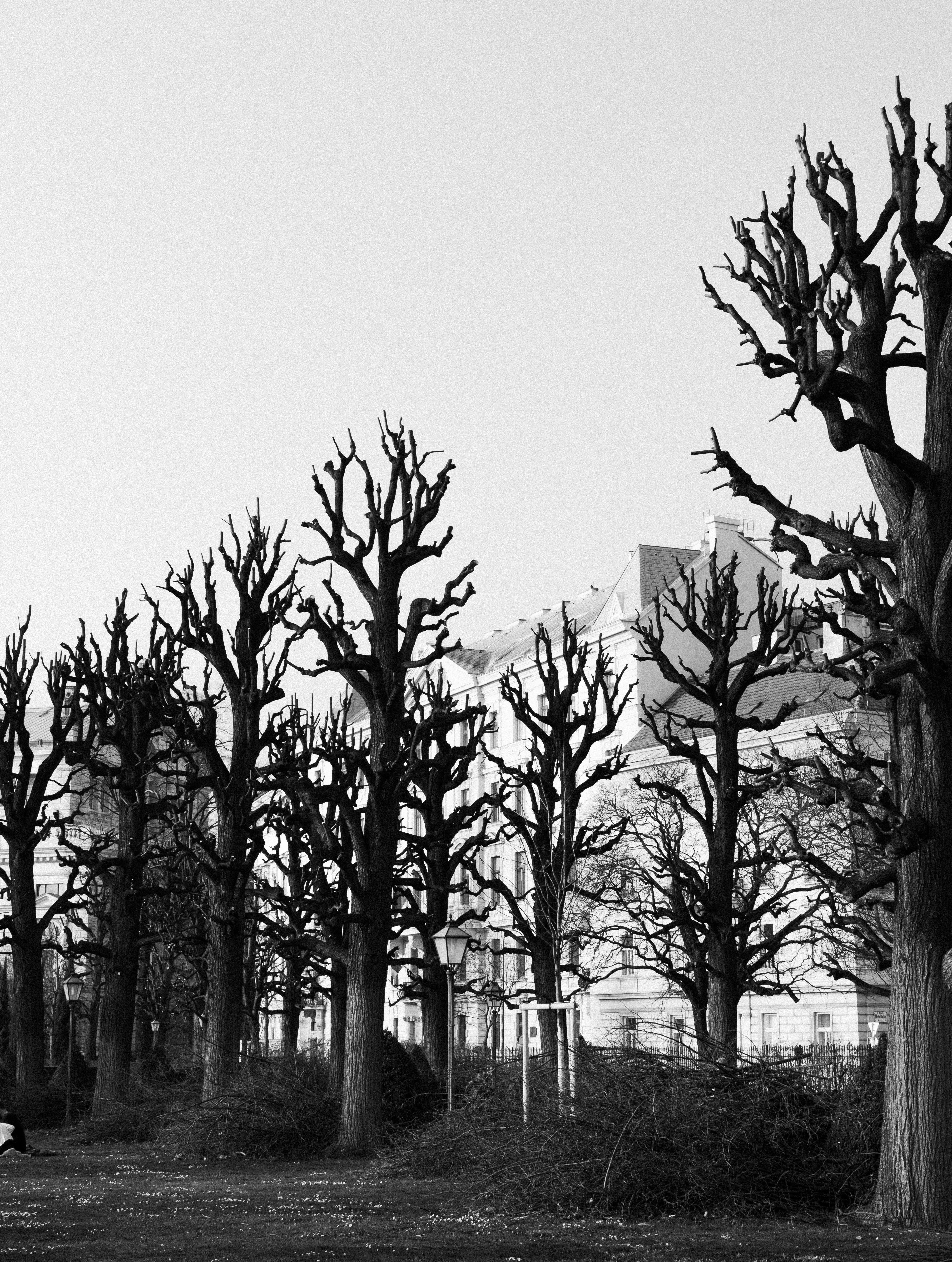 Bare trees create a stark silhouette against a pale sky, leading towards a distant building. The scene evokes a sense of solitude and reflection.