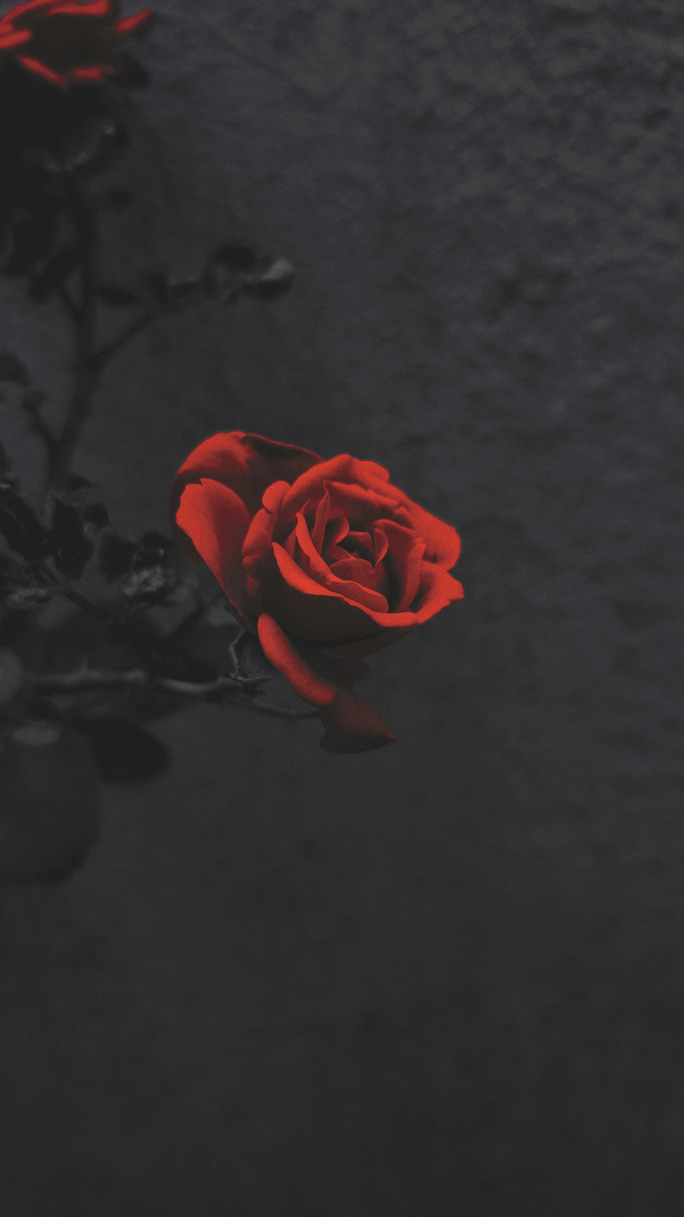 A vibrant red rose stands out against a dark, textured background, highlighting its delicate petals and leaves.