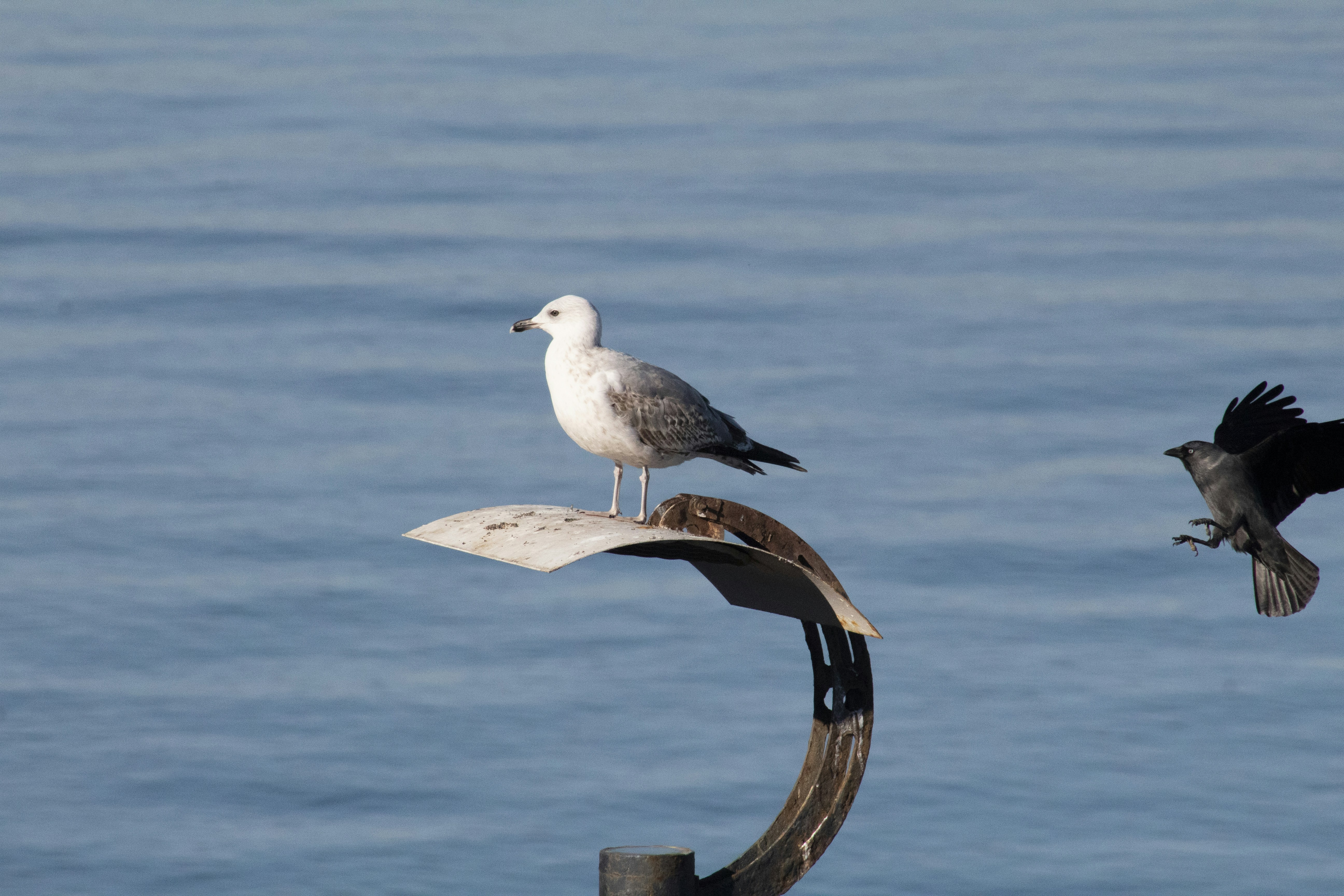 A seagull stands gracefully on a curved metal structure, while a crow takes flight nearby, set against a backdrop of calm blue water.