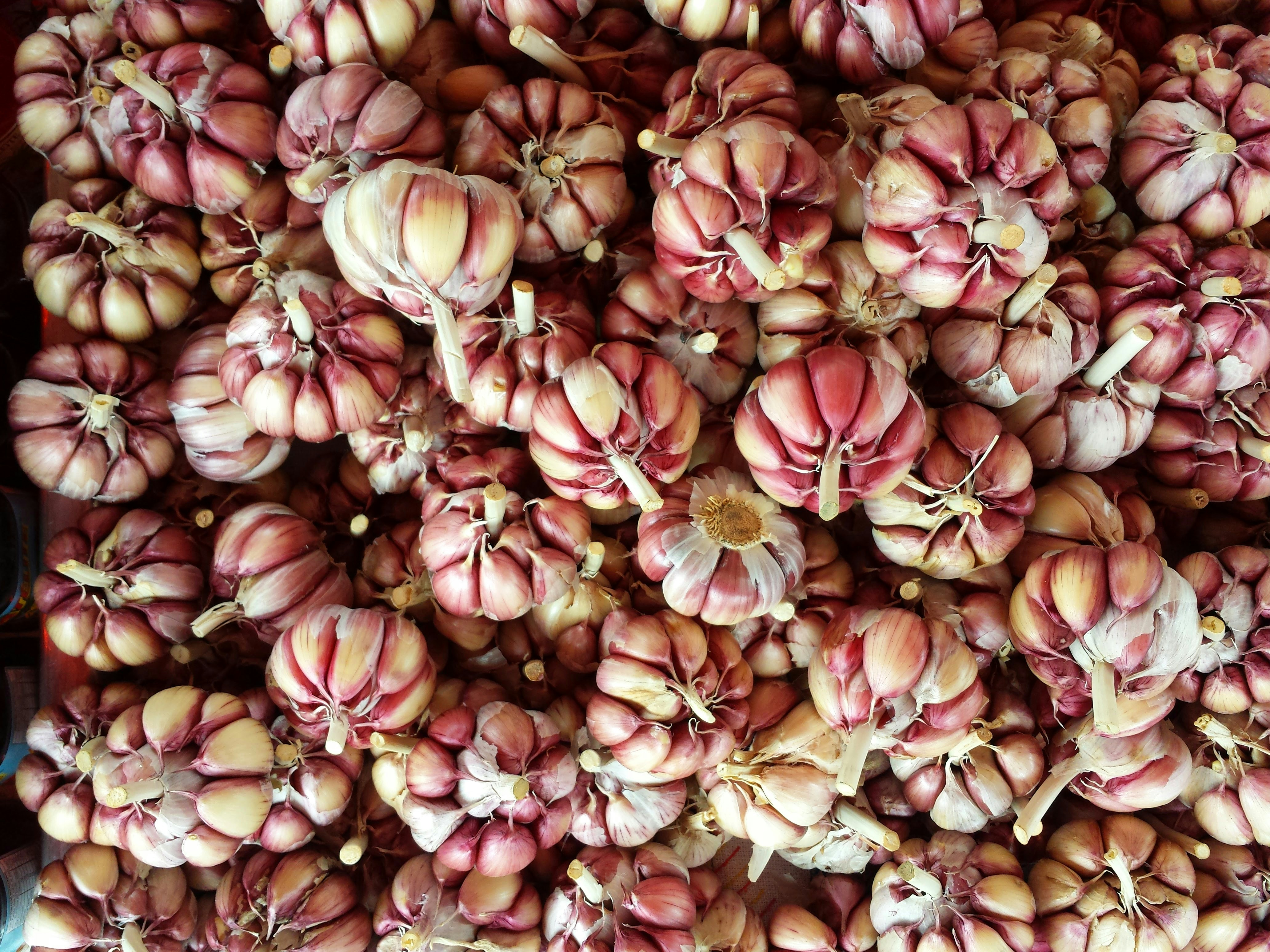 Close-up photo of a dense pile of crimson-striped garlic bulbs. The papery skins and purple-red stripes create texture and depth in warm light.