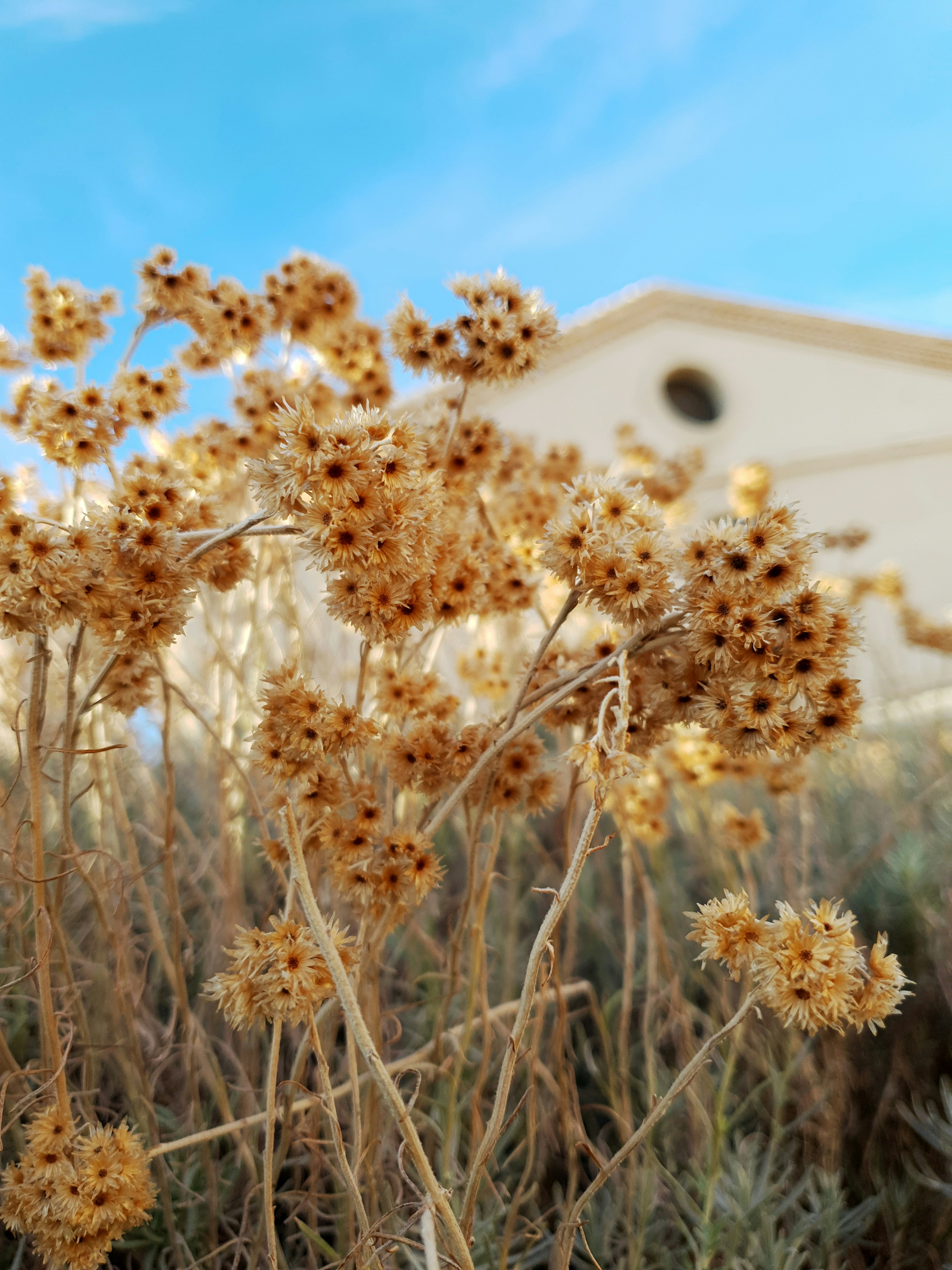 Sunlit Pom-Pom Blooms: Close-Up Amid a Soft Architectural Backdrop