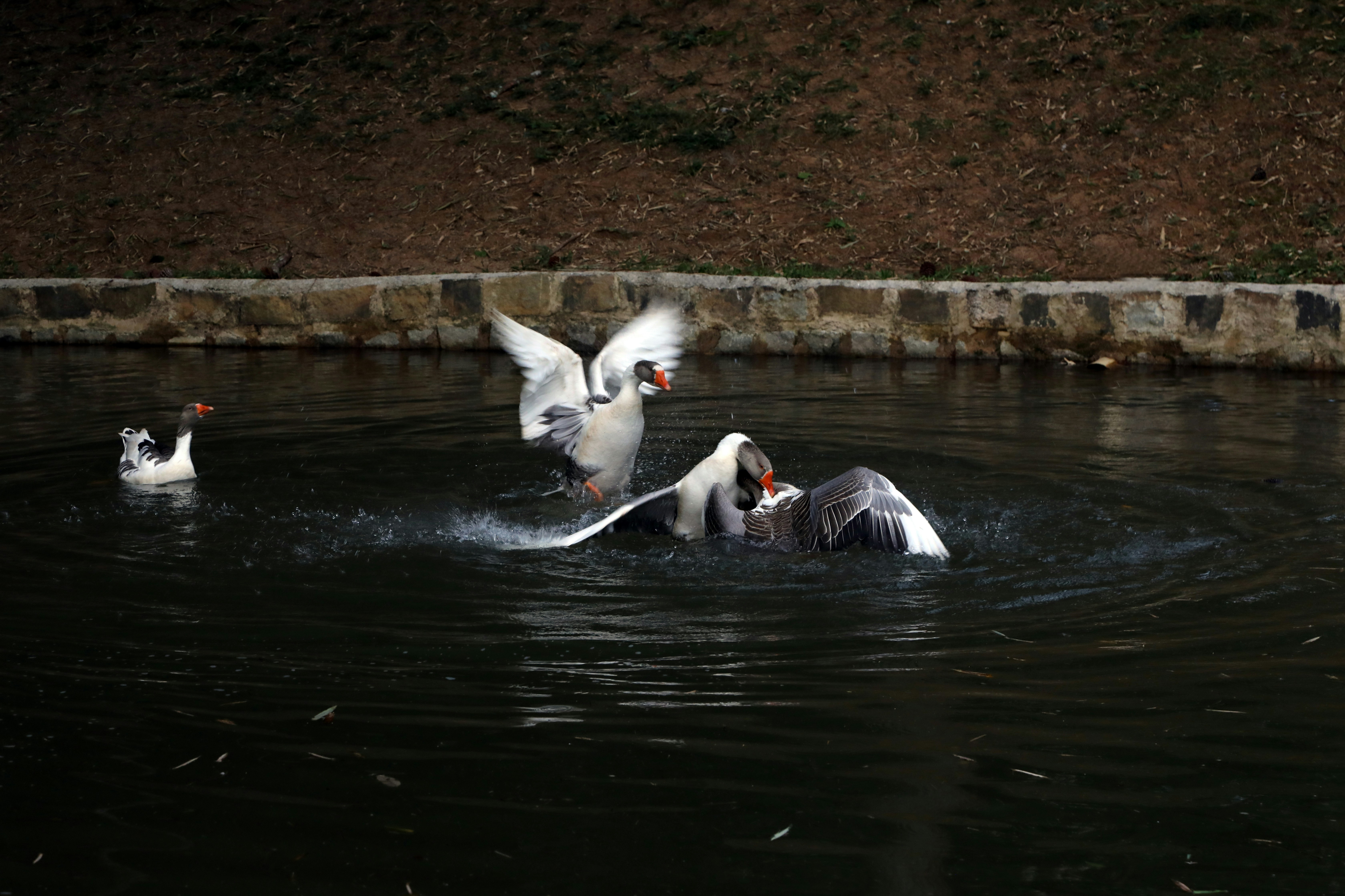 white duck on water during daytimeMarcus Dall Col