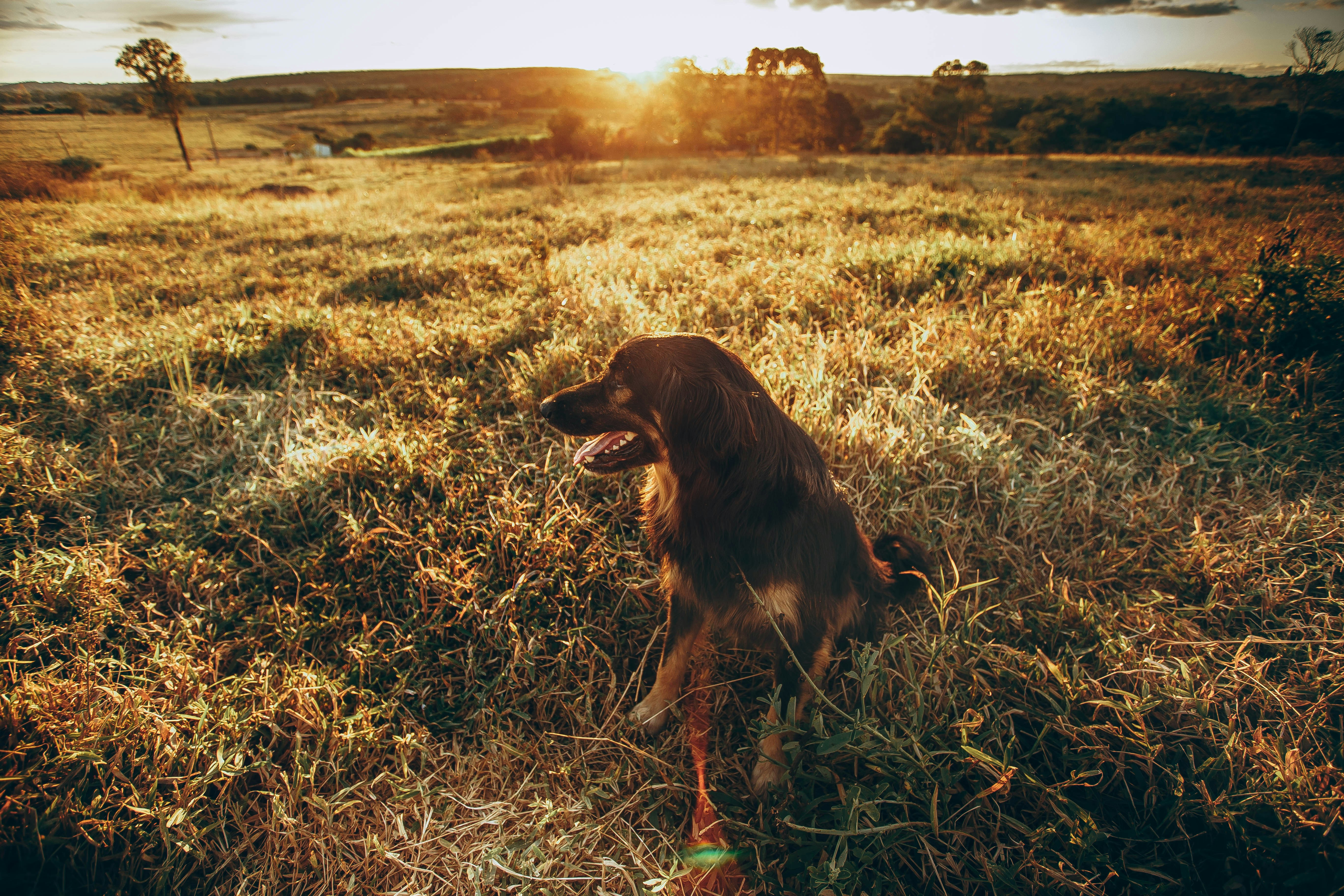 A dog sitting in a sunlit field during golden hour, surrounded by tall grass and distant trees.