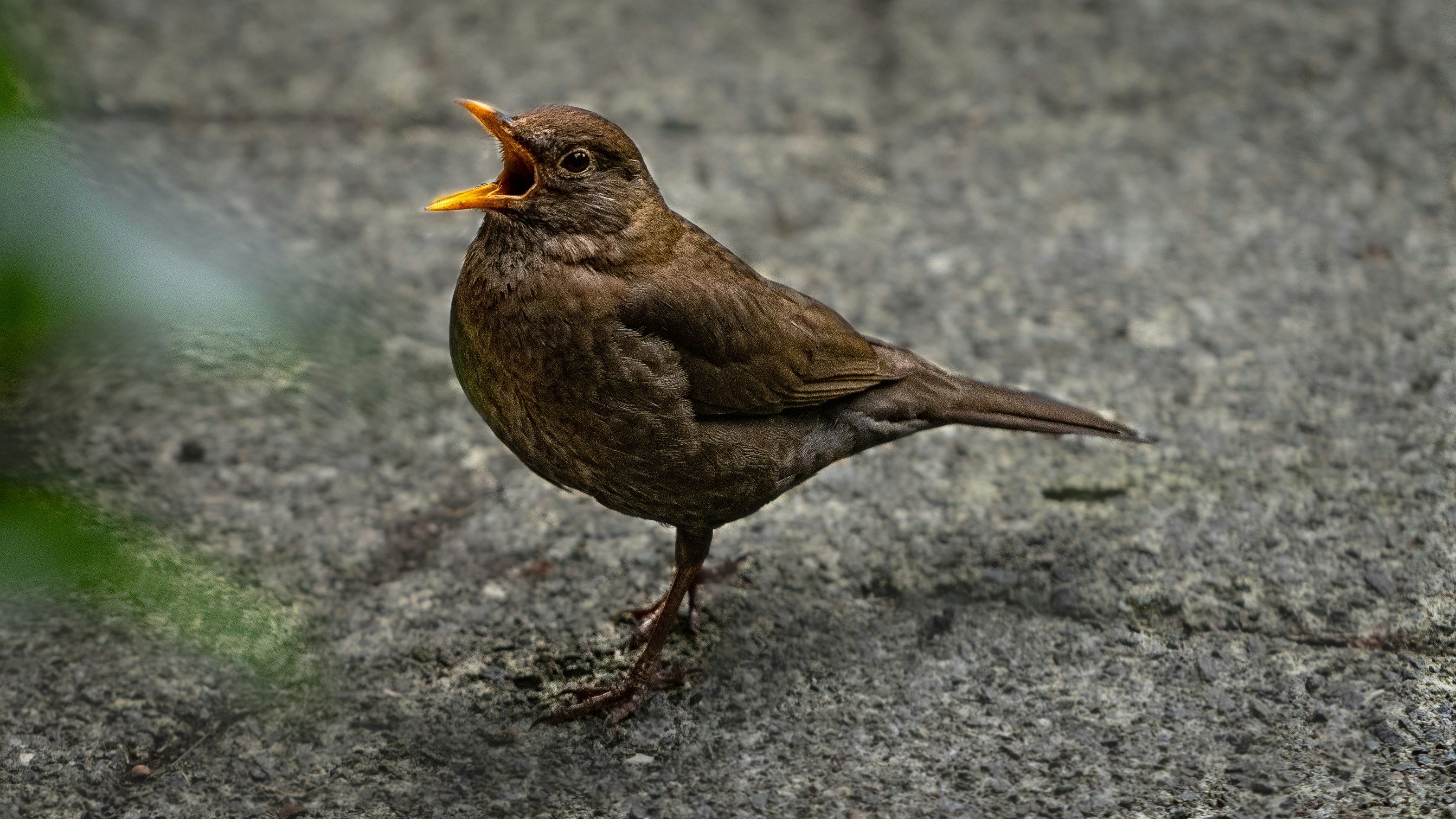 A brown bird with an open beak perched on a stone surface, seemingly singing. The surrounding greenery softly blurs, emphasizing the bird's presence.